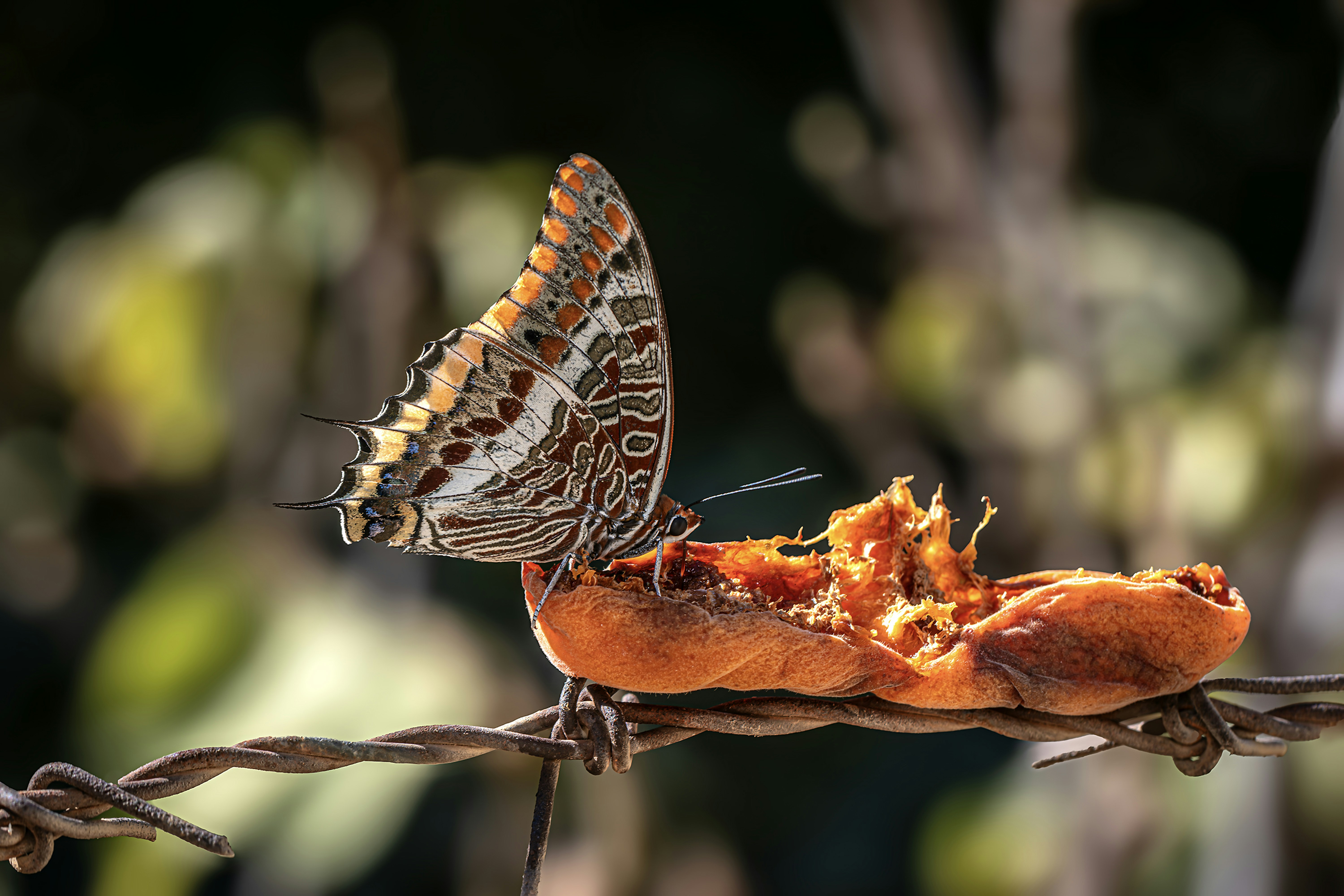 Barbed-Wire Serenade: A Butterfly's Quiet Feast