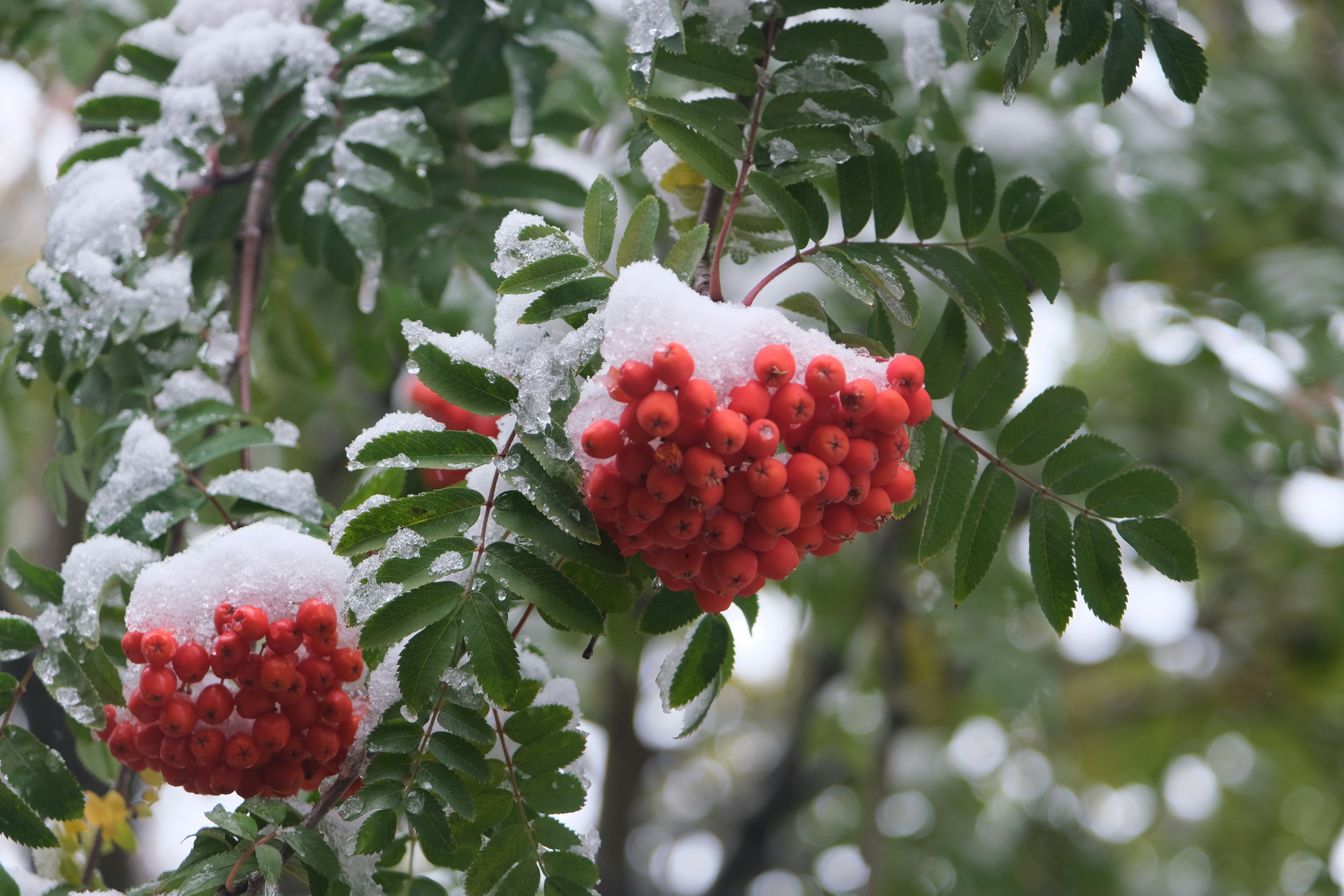 Crimson Rowan Berries Clutched by Snow in a Winter Close-Up