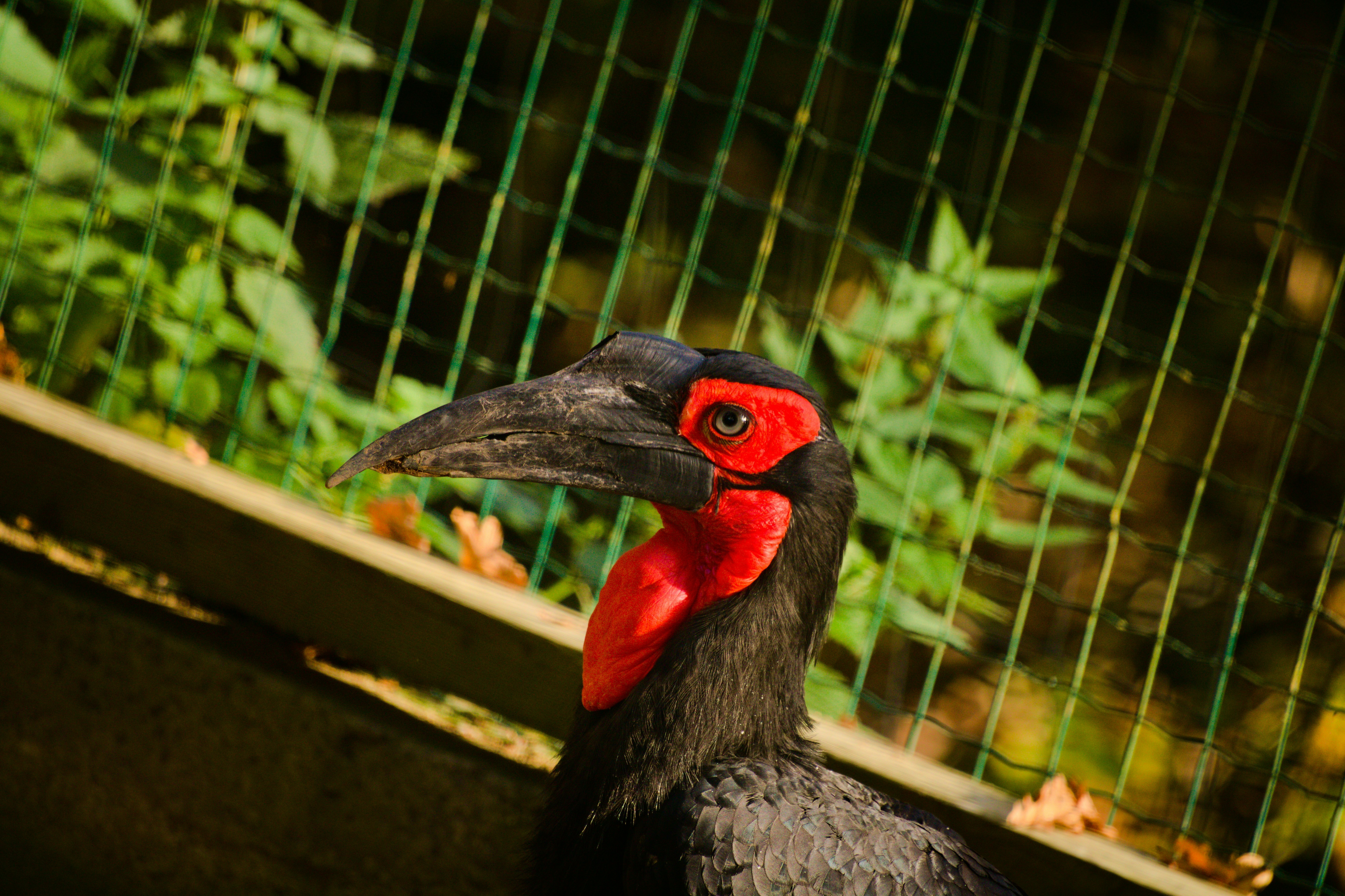Crimson Throat Hornbill at the Green Fence Enclosure