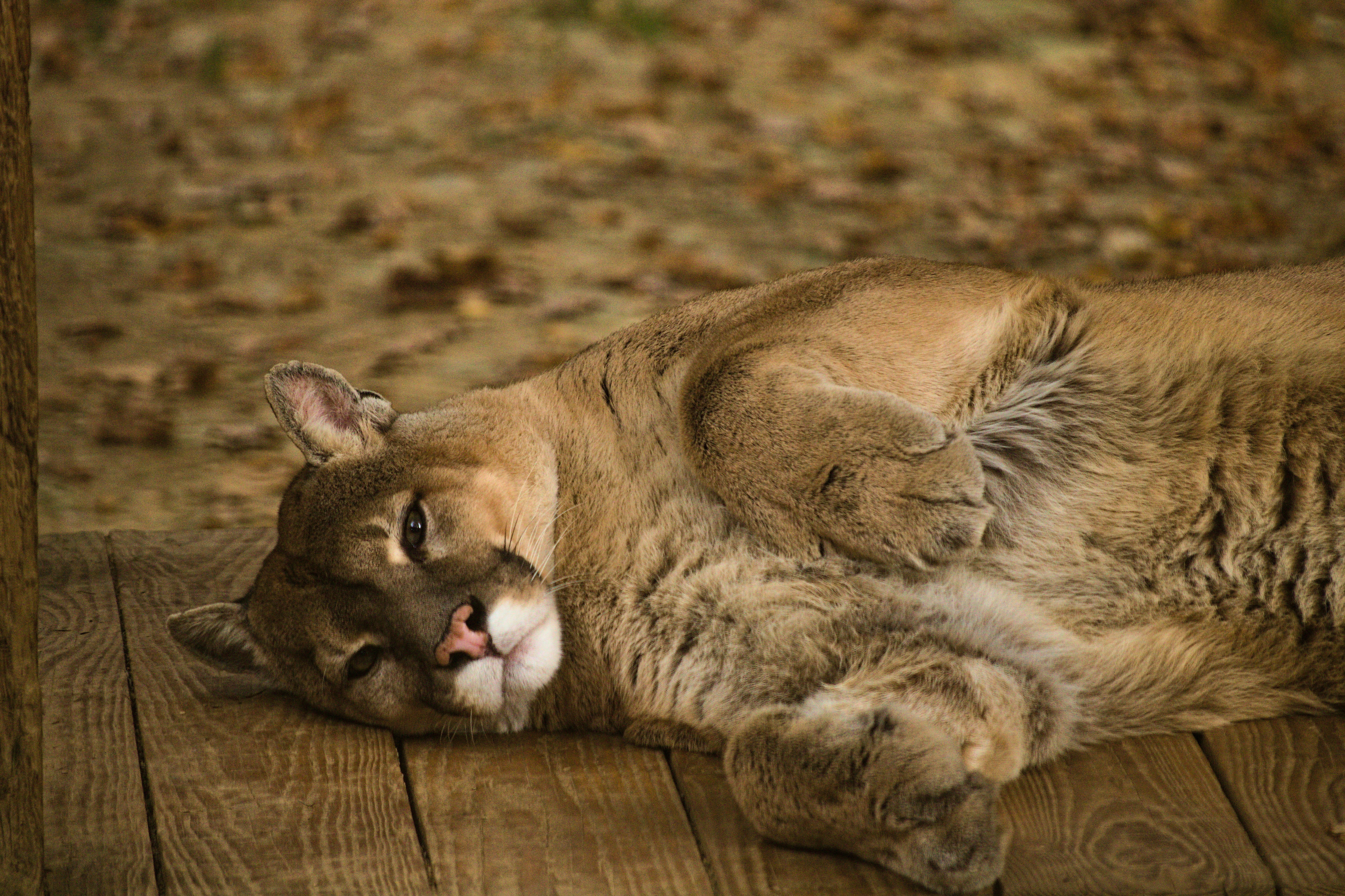 Puma at Rest on Weathered Deck: Sun-Warmed Fur on Wooden Grains