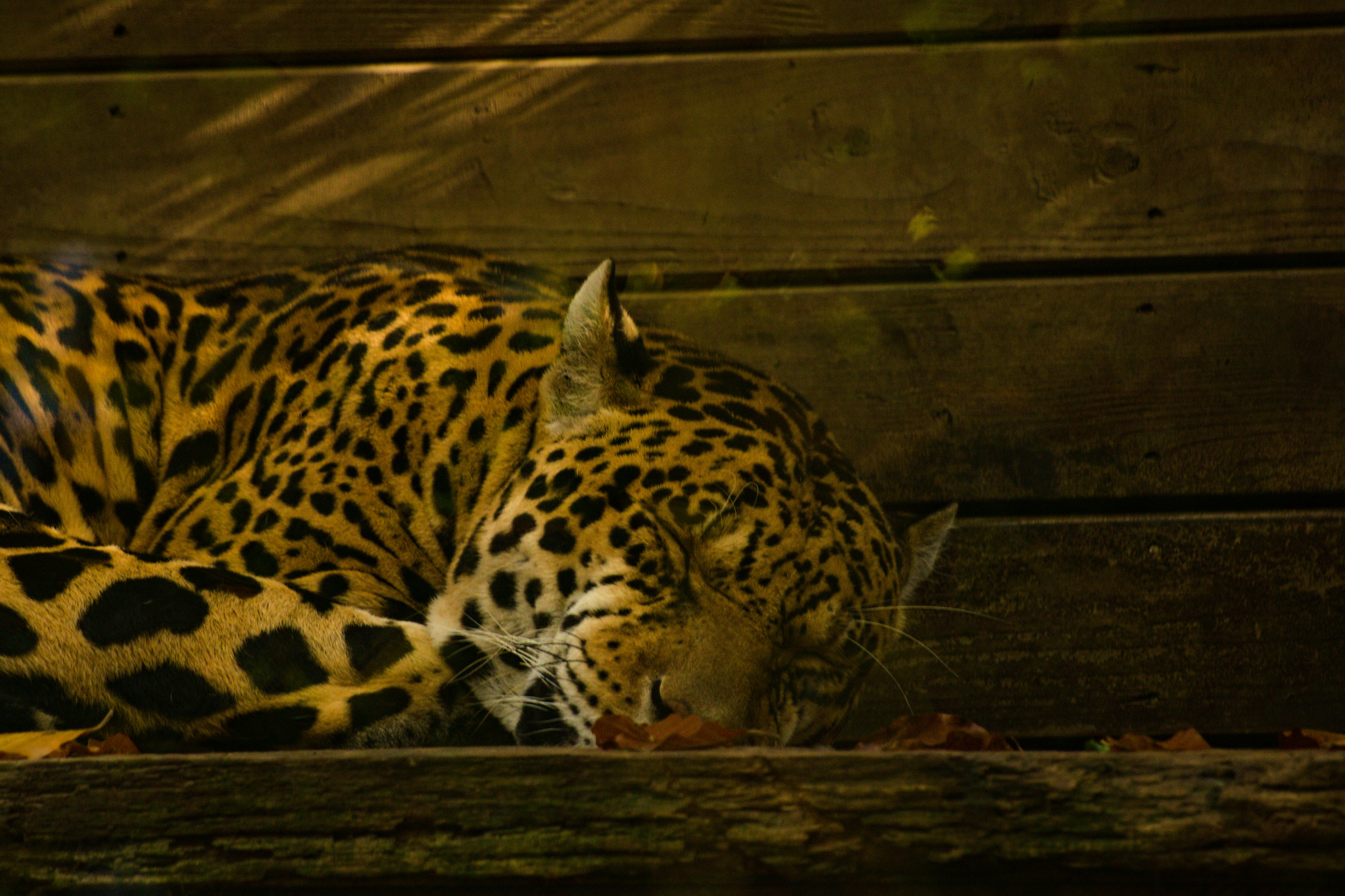Leopard Dozing Beneath Weathered Slats
