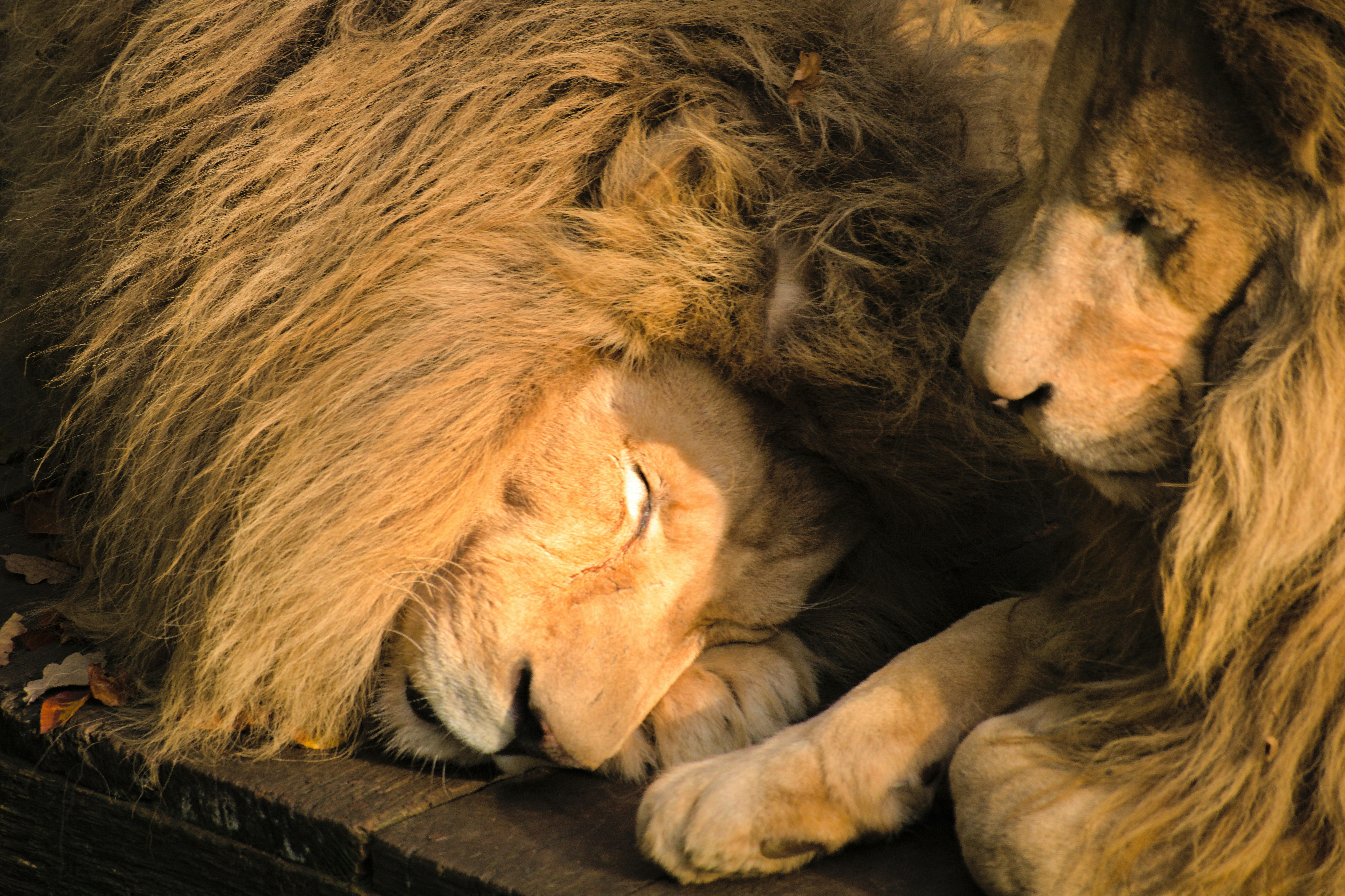 Golden Tranquility: Two Lions Dozing in Warm Light