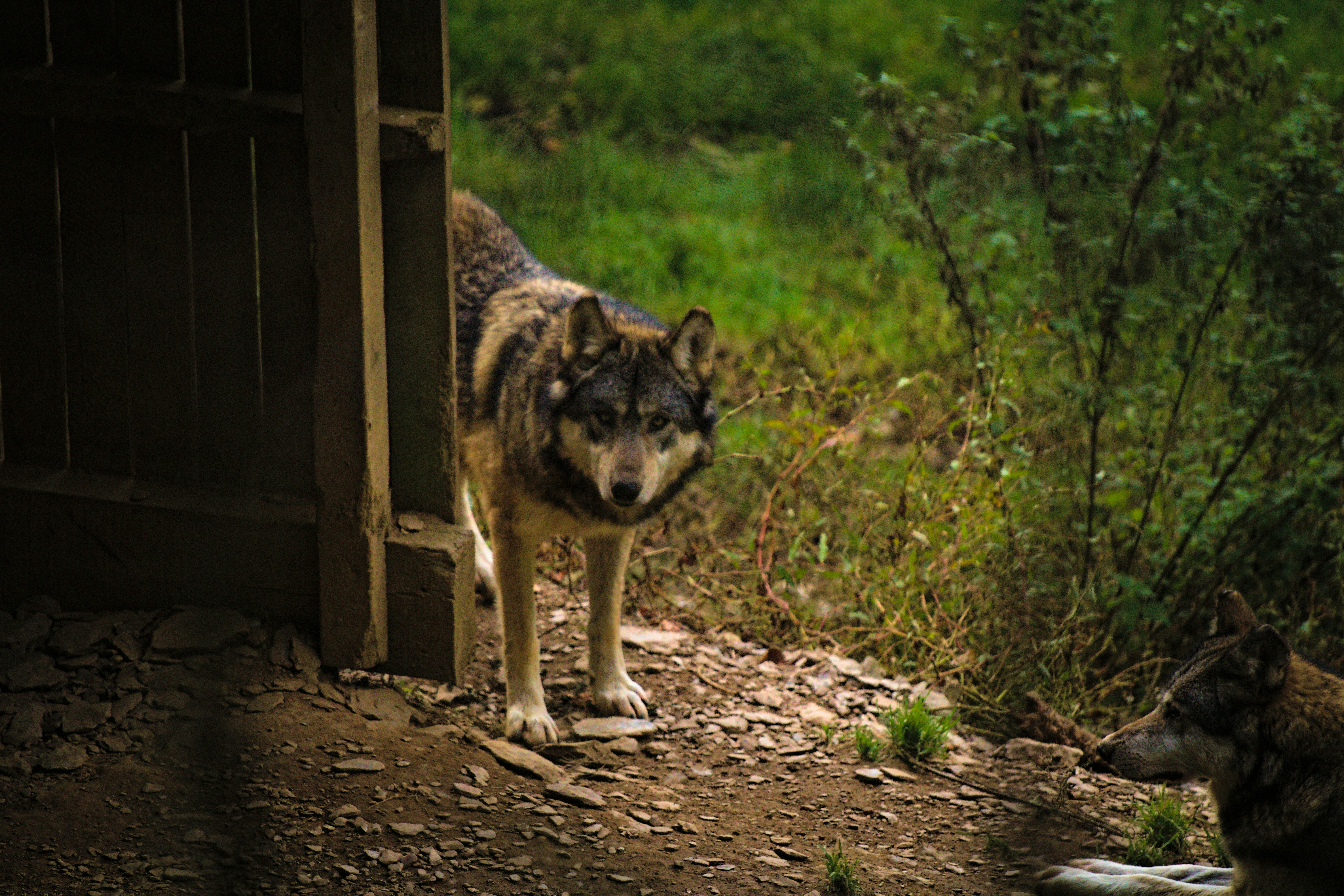 Two Wolves at the Threshold: Quiet tension by the doorway.
