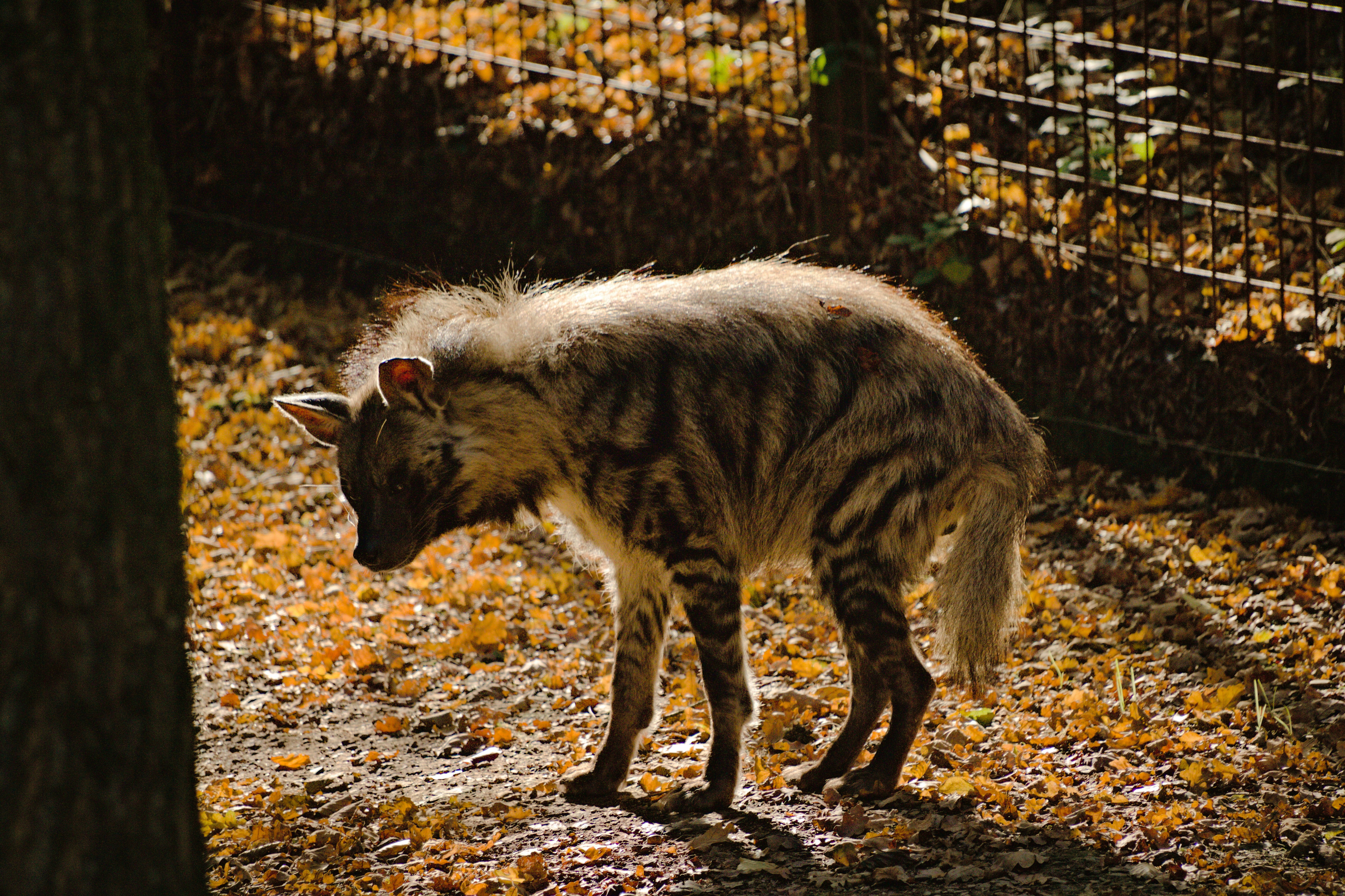 Quelques animaux que l'on peut apercevoir au parc animalier de Bouillon en Belgique