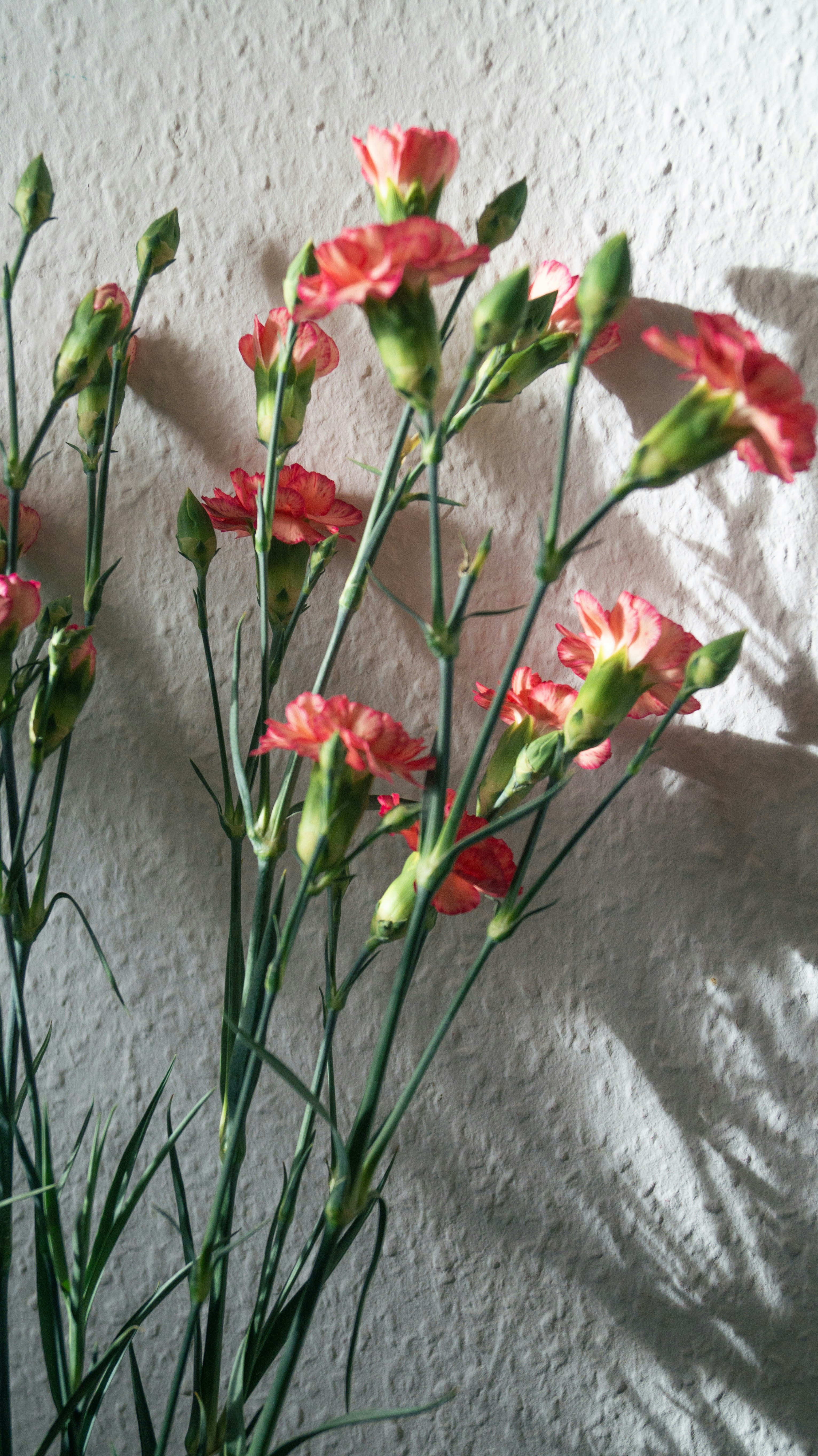 Pink Carnations Lean into the Light on a Textured White Wall