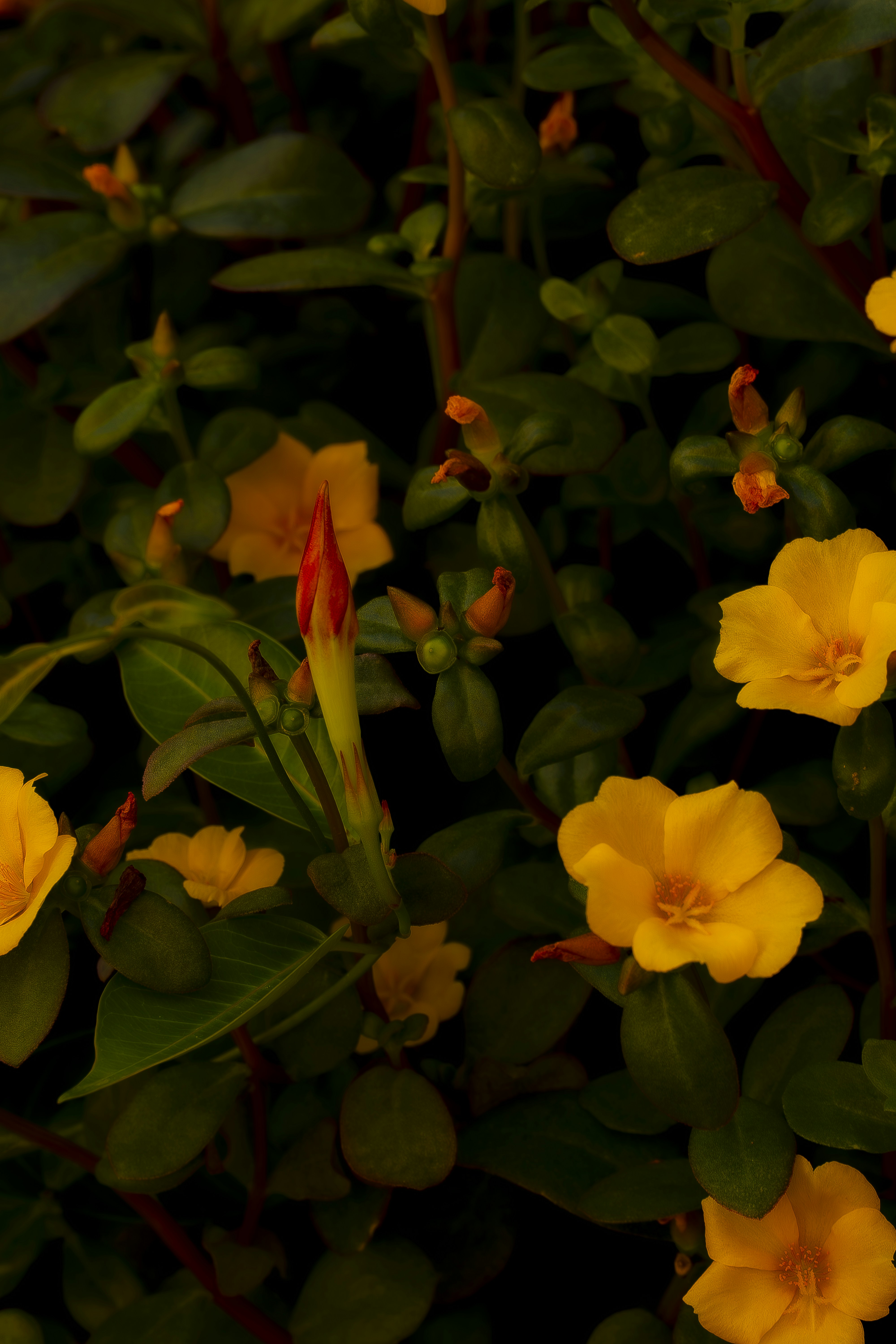 Red-tipped Bud Amid Golden Blooms in Dim Light