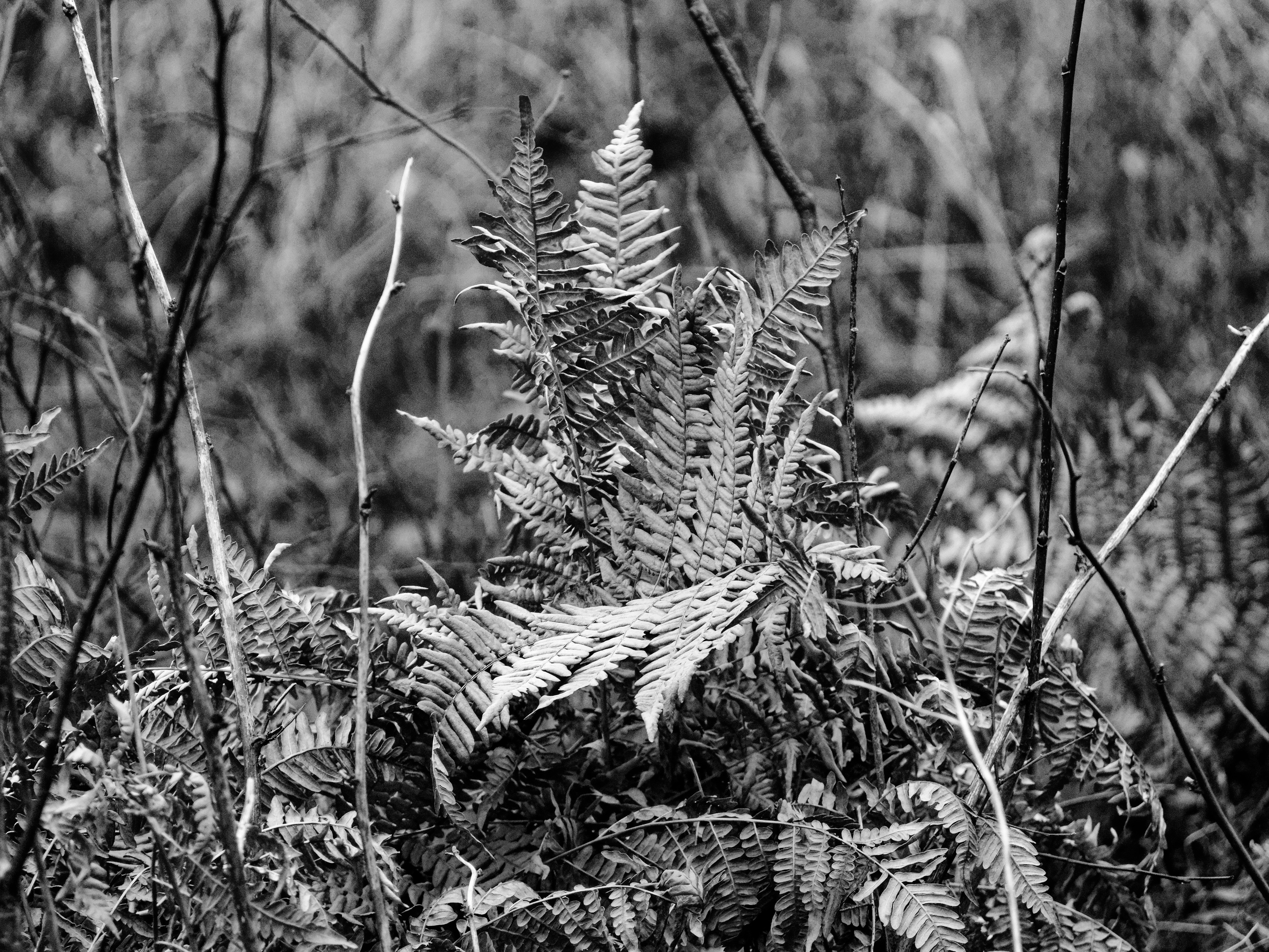 Whispered Fern: a monochrome close-up in a windswept meadow