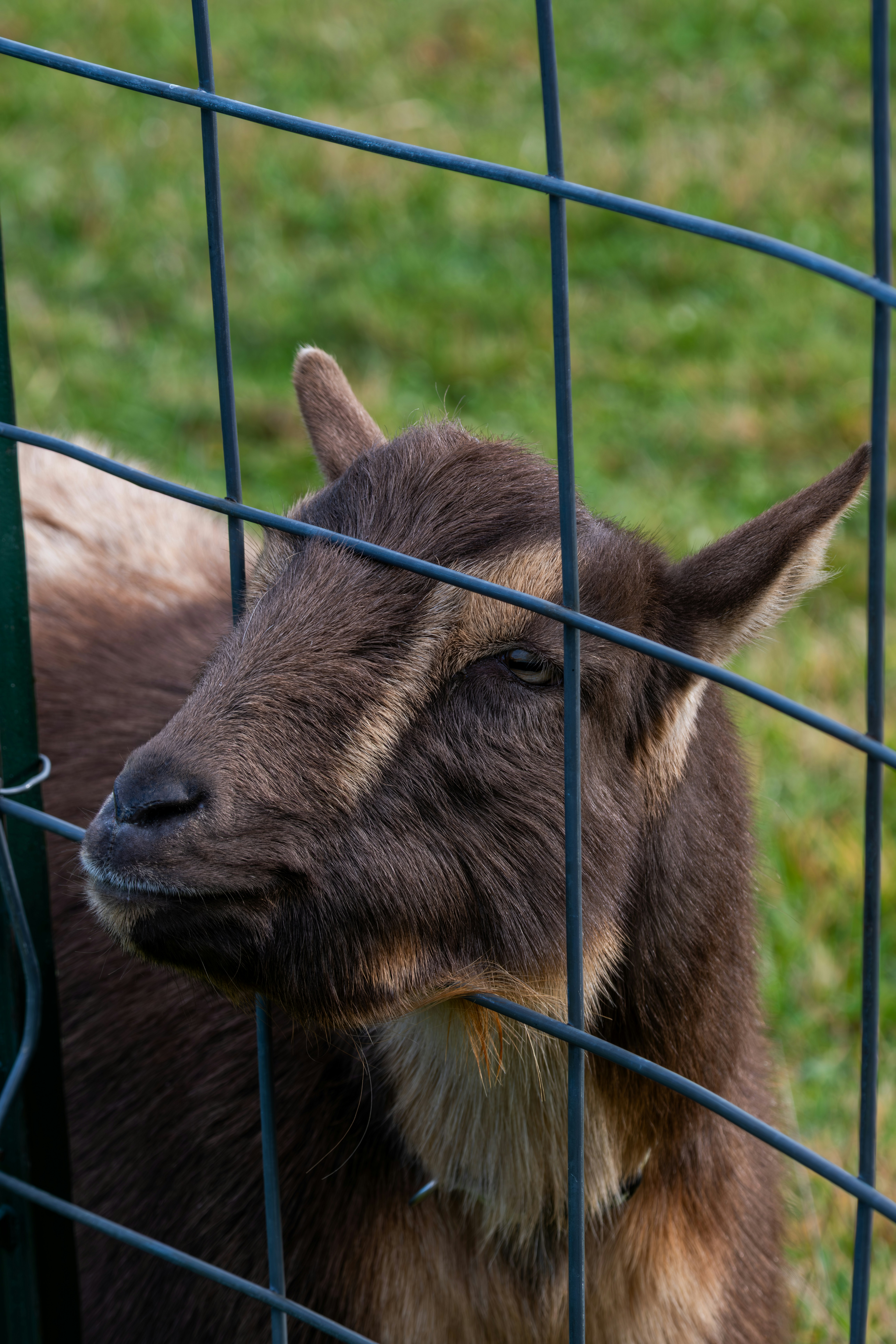 Through the Grid: A Curious Goat's Quiet Gaze