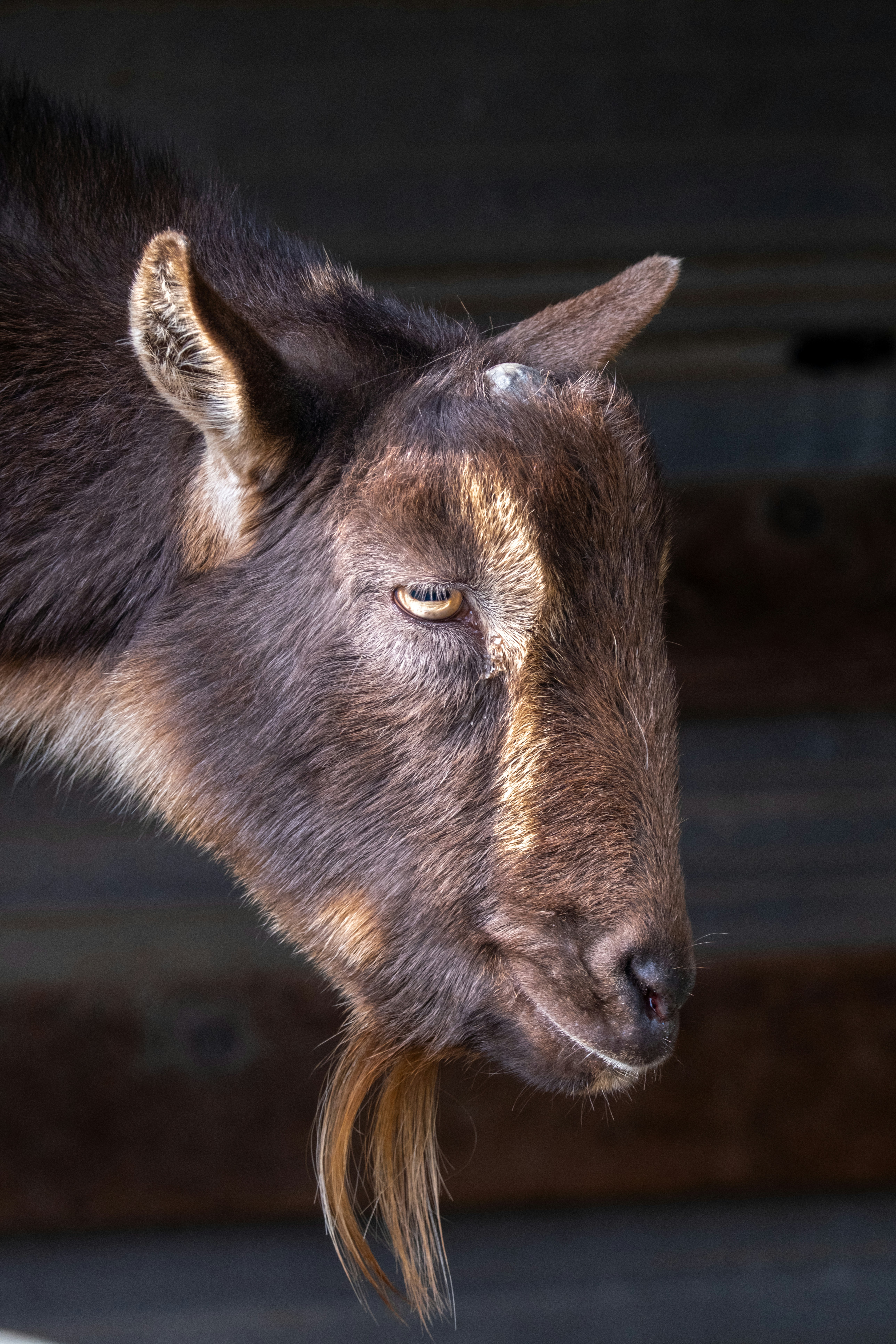 Amber Gaze in the Barn: A Close-Up Portrait of a Goat's Quiet Gaze