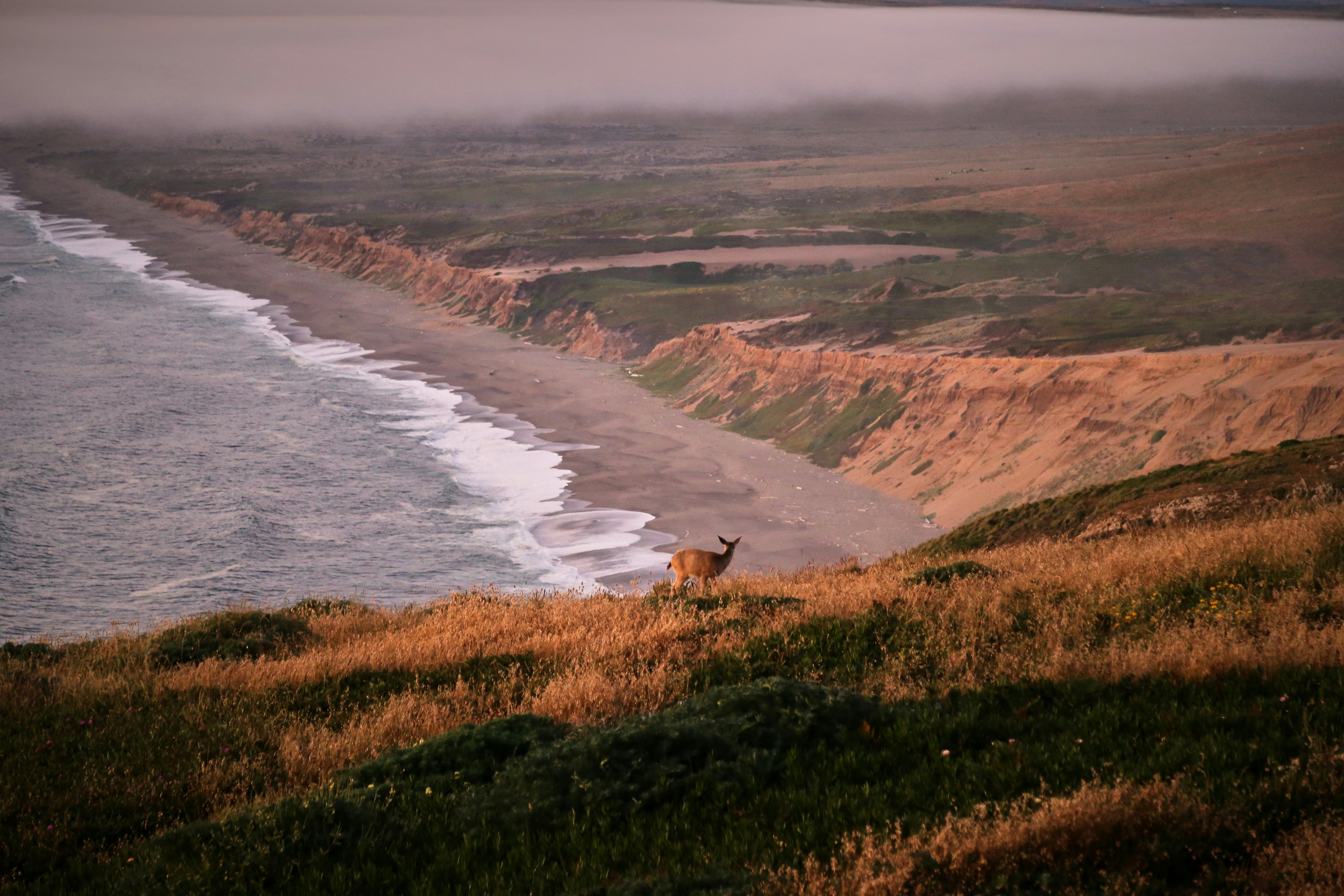 Lone Deer at the Cliff's Edge During Golden Hour