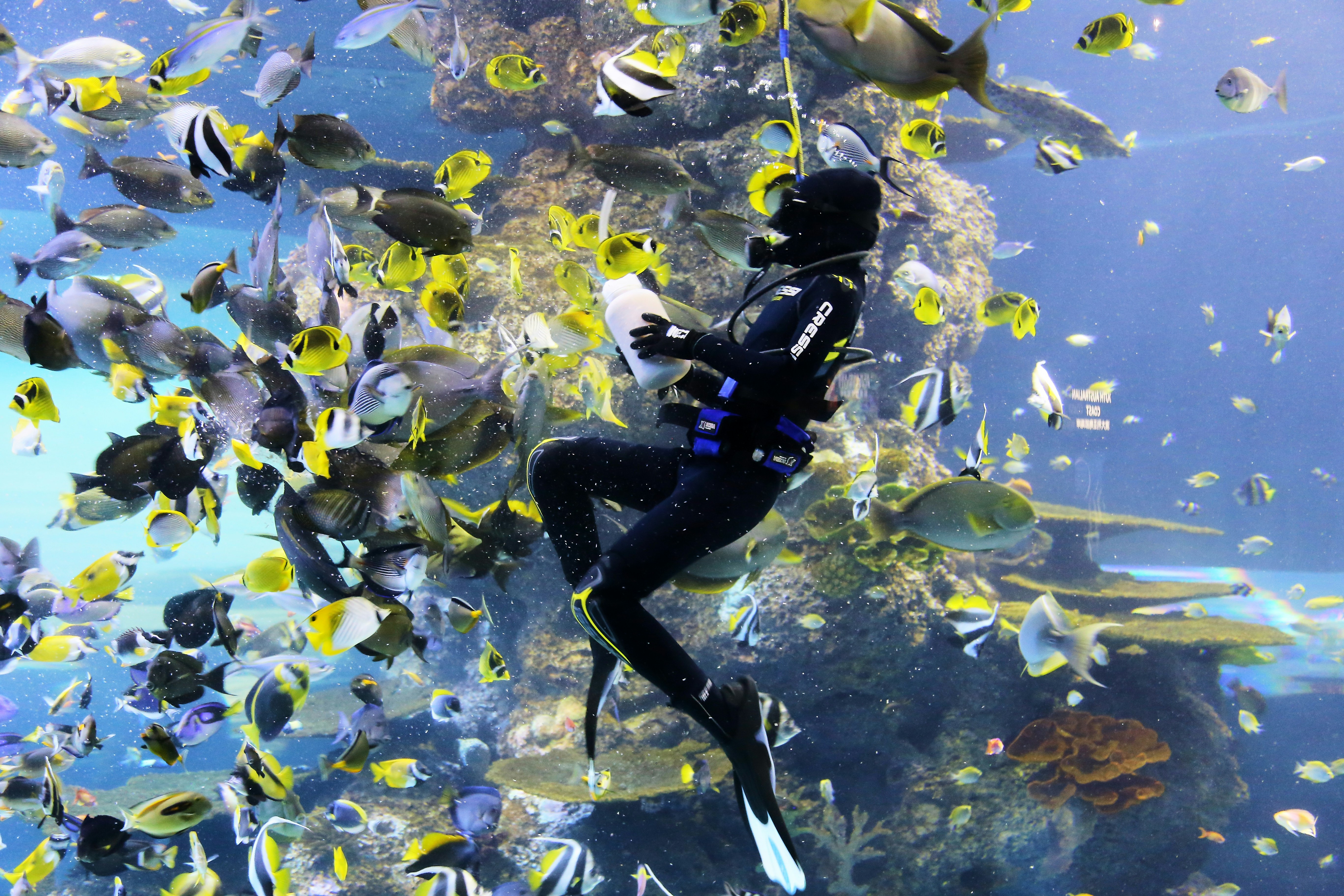 A scuba diver in full gear swims among a vibrant school of tropical fish inside an aquarium, surrounded by coral and colorful marine life. The lively underwater scene captures the beauty and diversity of ocean ecosystems.