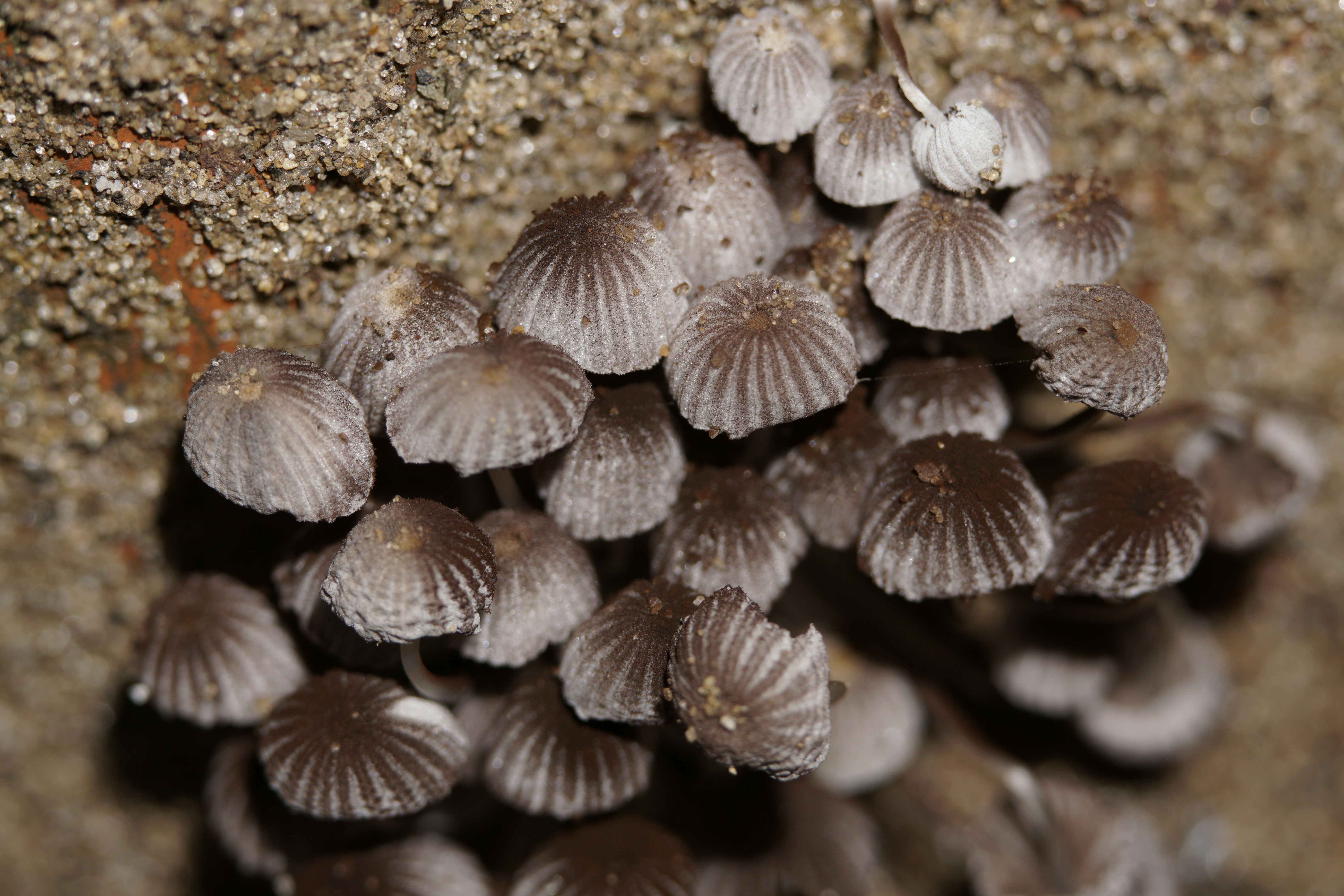 Mushroom Mosaic: Tiny Umbrella Fungi Clustering on a Dusty Surface