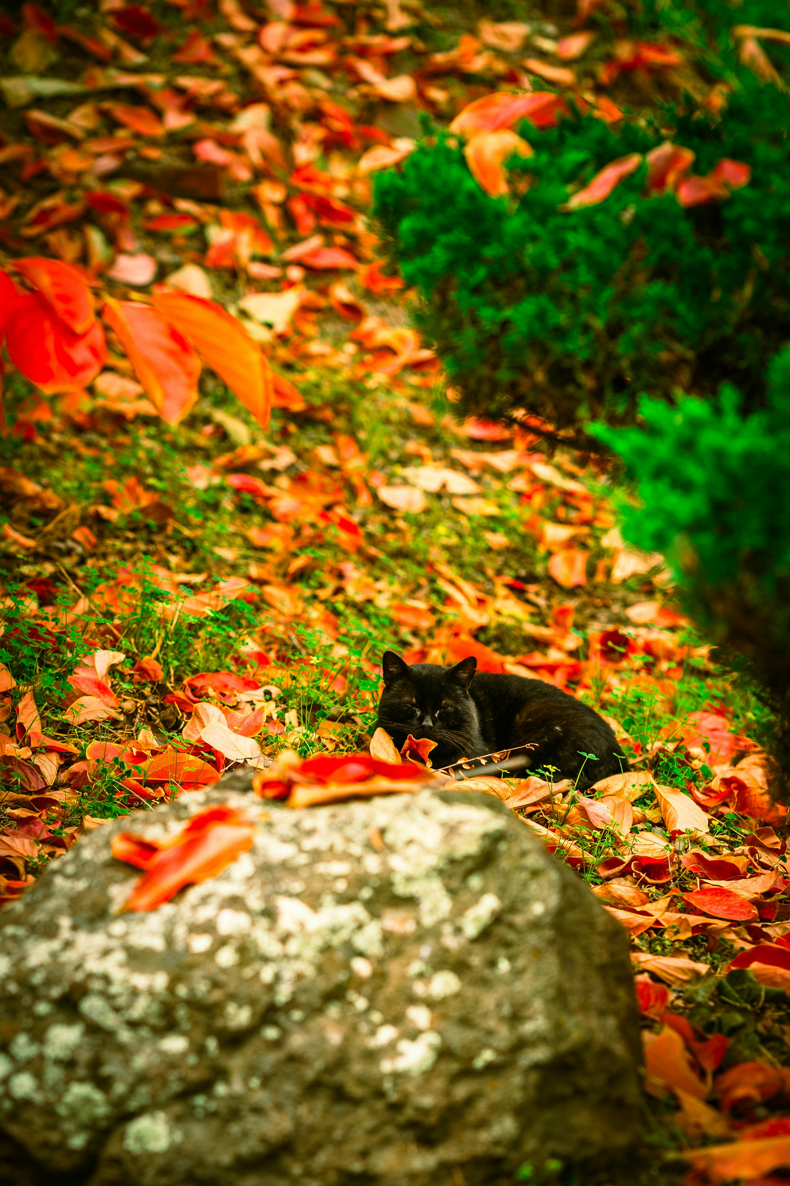 Ember Veil: A Black Cat Resting Among Autumn Leaves