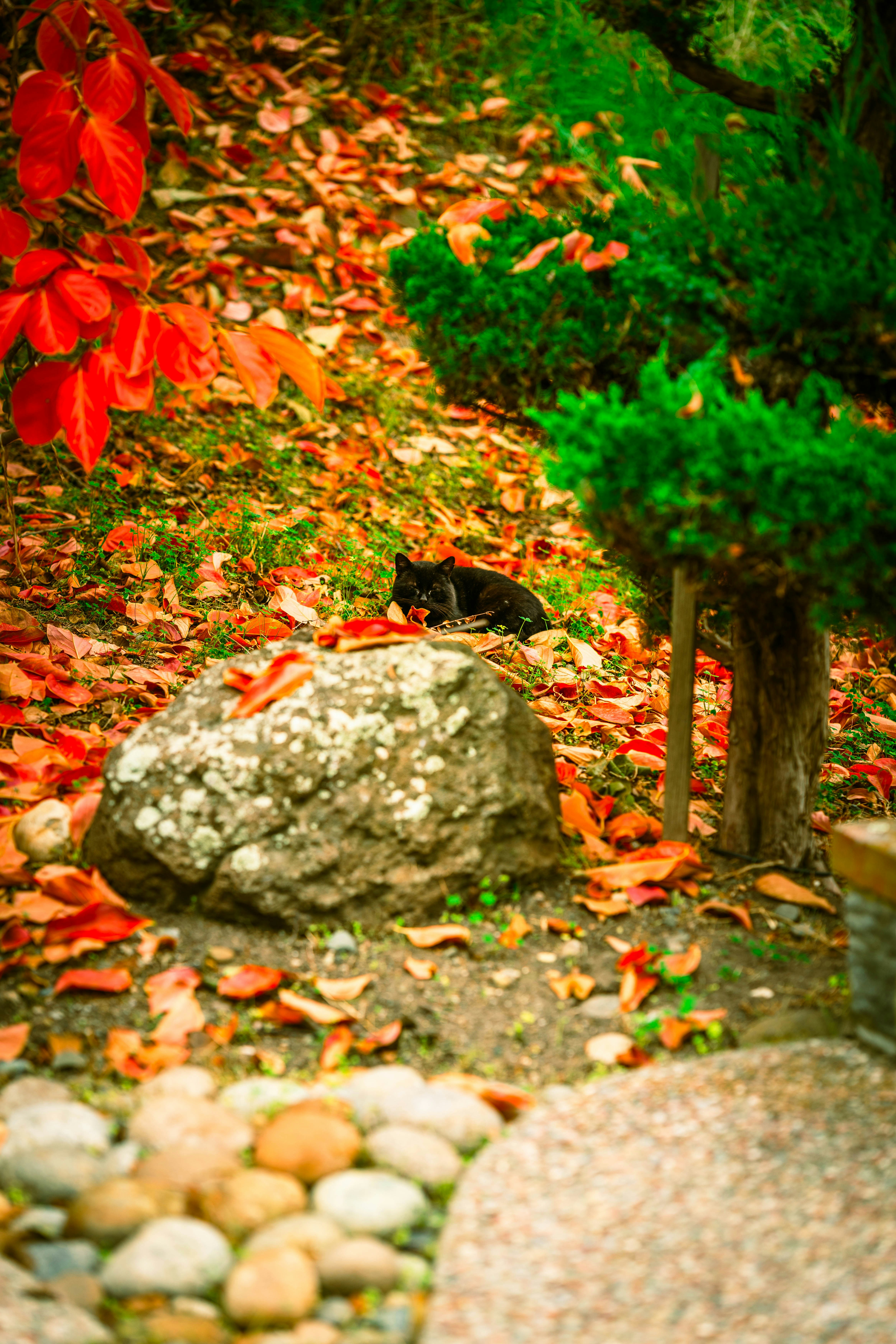 Crimson Carpet and a Velvet Cat on the Mossy Rock