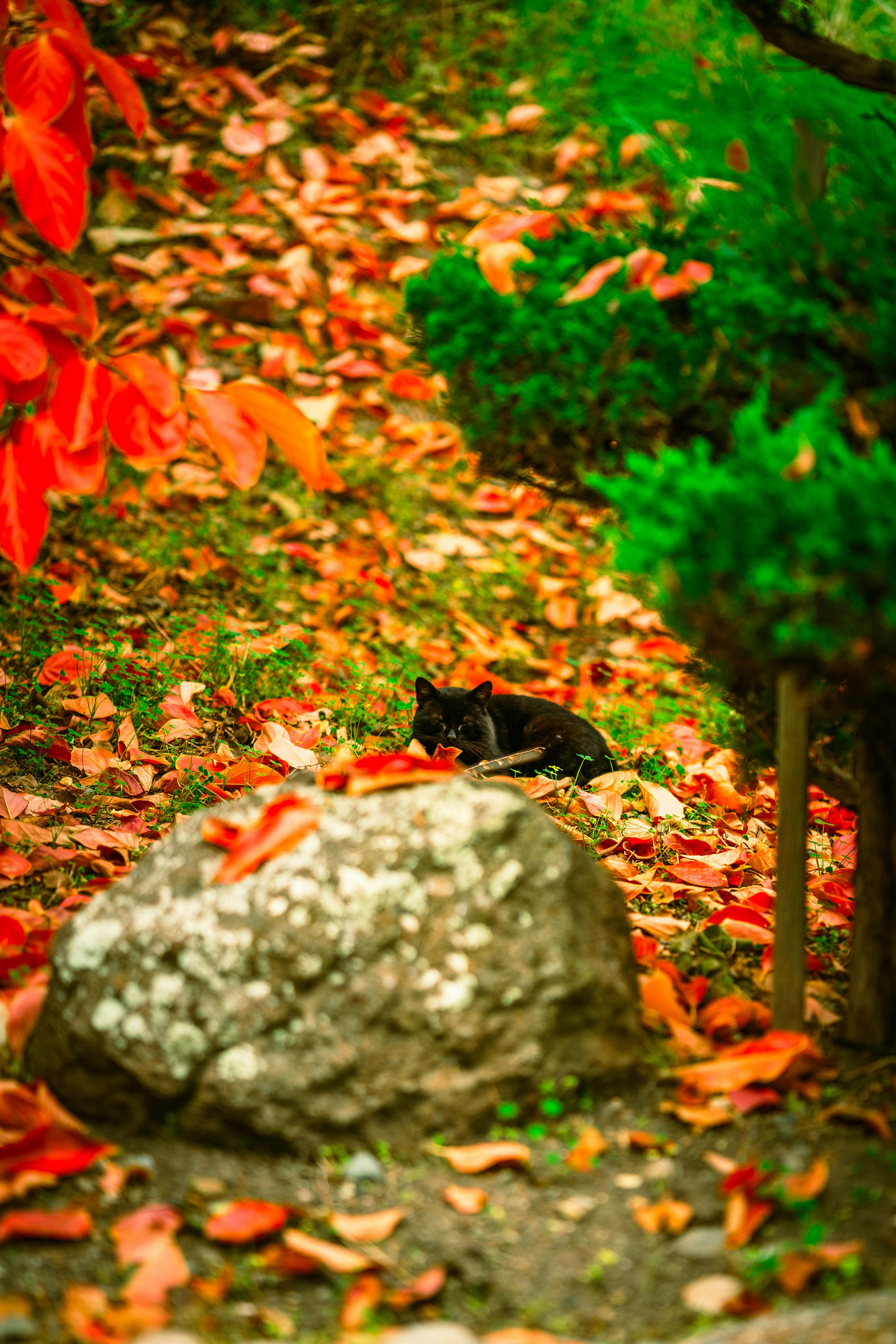 Black Cat on a Mossy Rock Amid a Carpet of Autumn Leaves