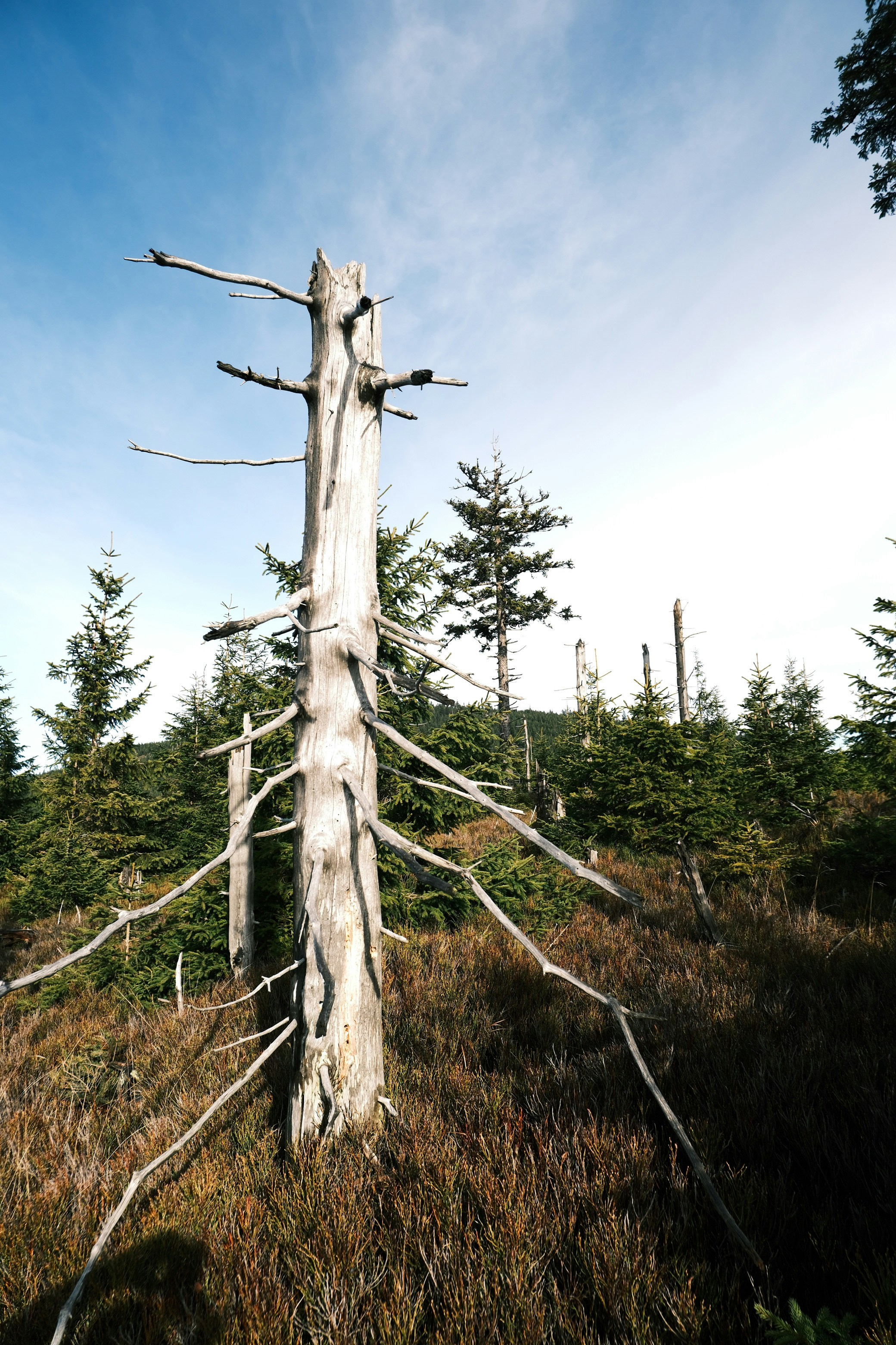 A dead tree stands in a forest with green trees. photo – Free Forest ...