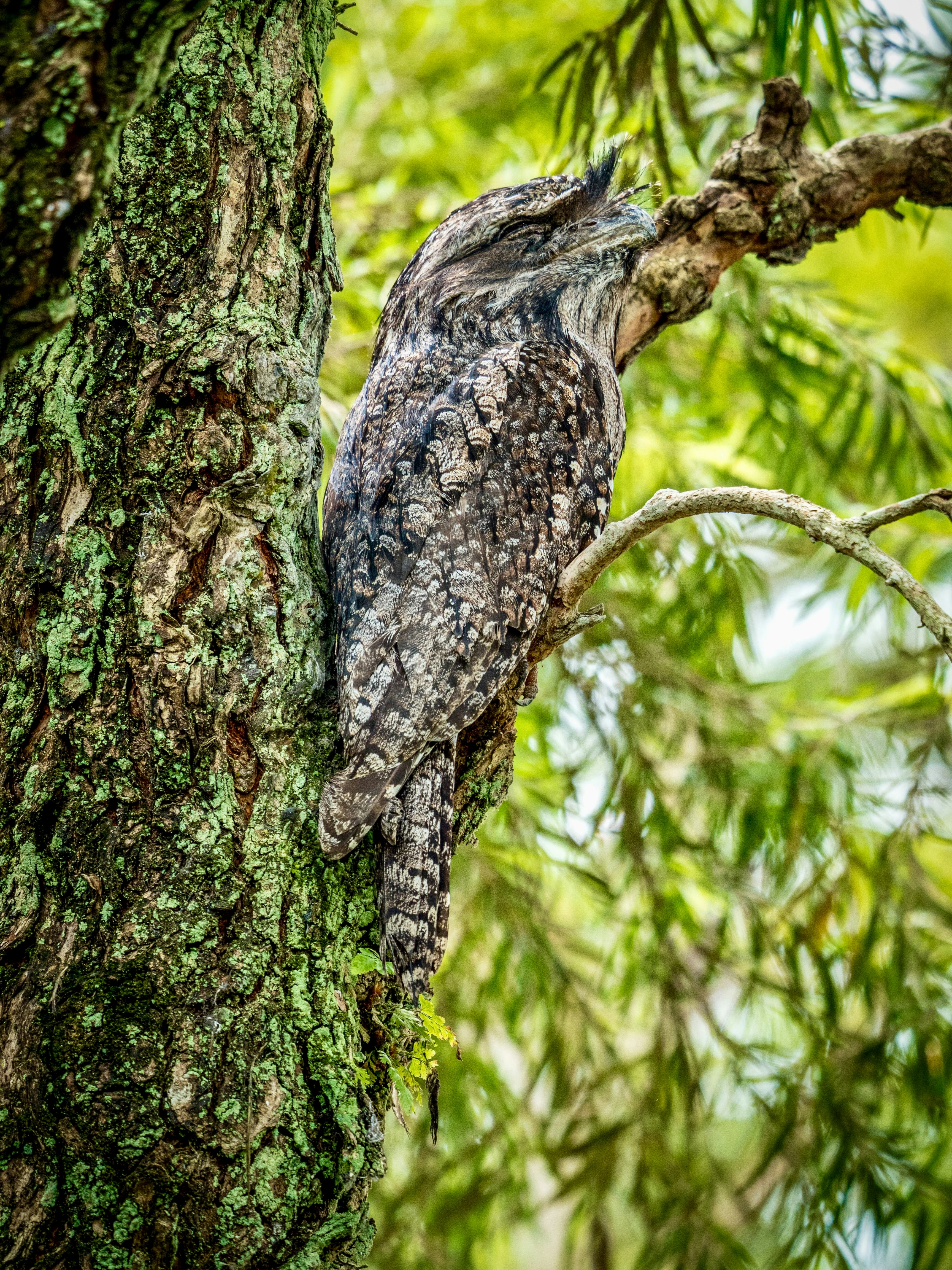 Whisper on the Bark: A Camouflaged Owl Clings to a Moss-Dappled Trunk