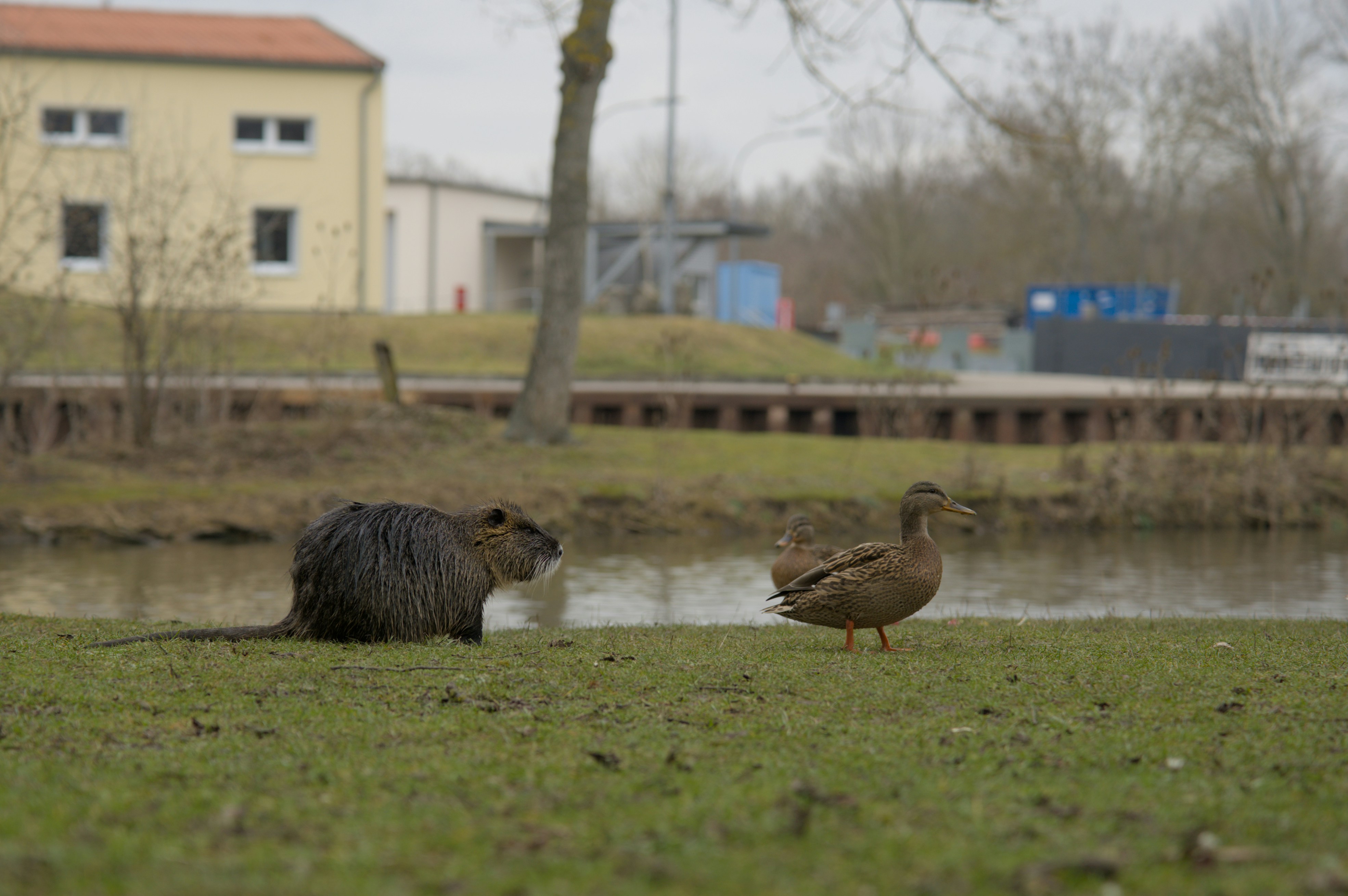 nutria and duck