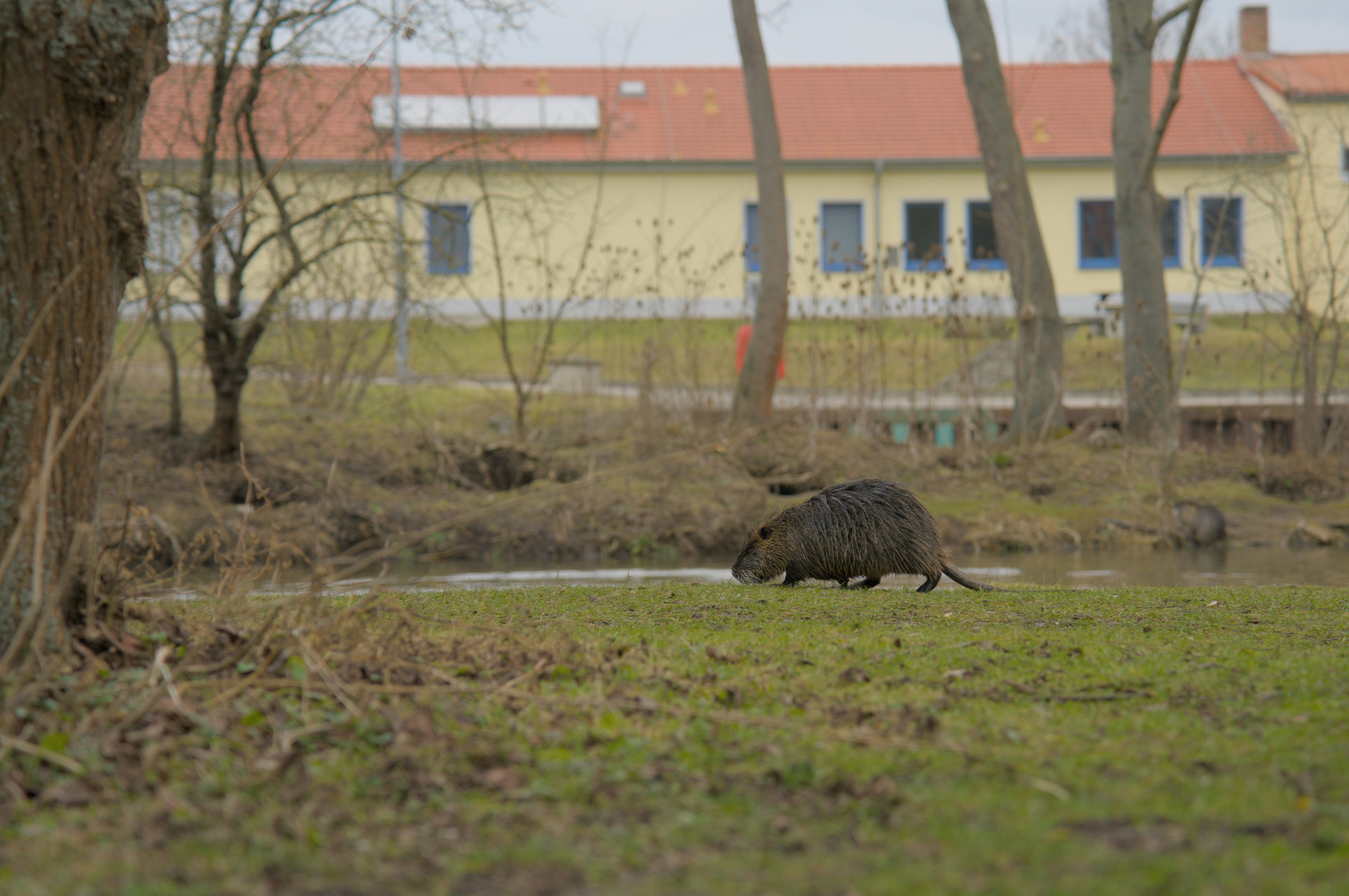 nutria