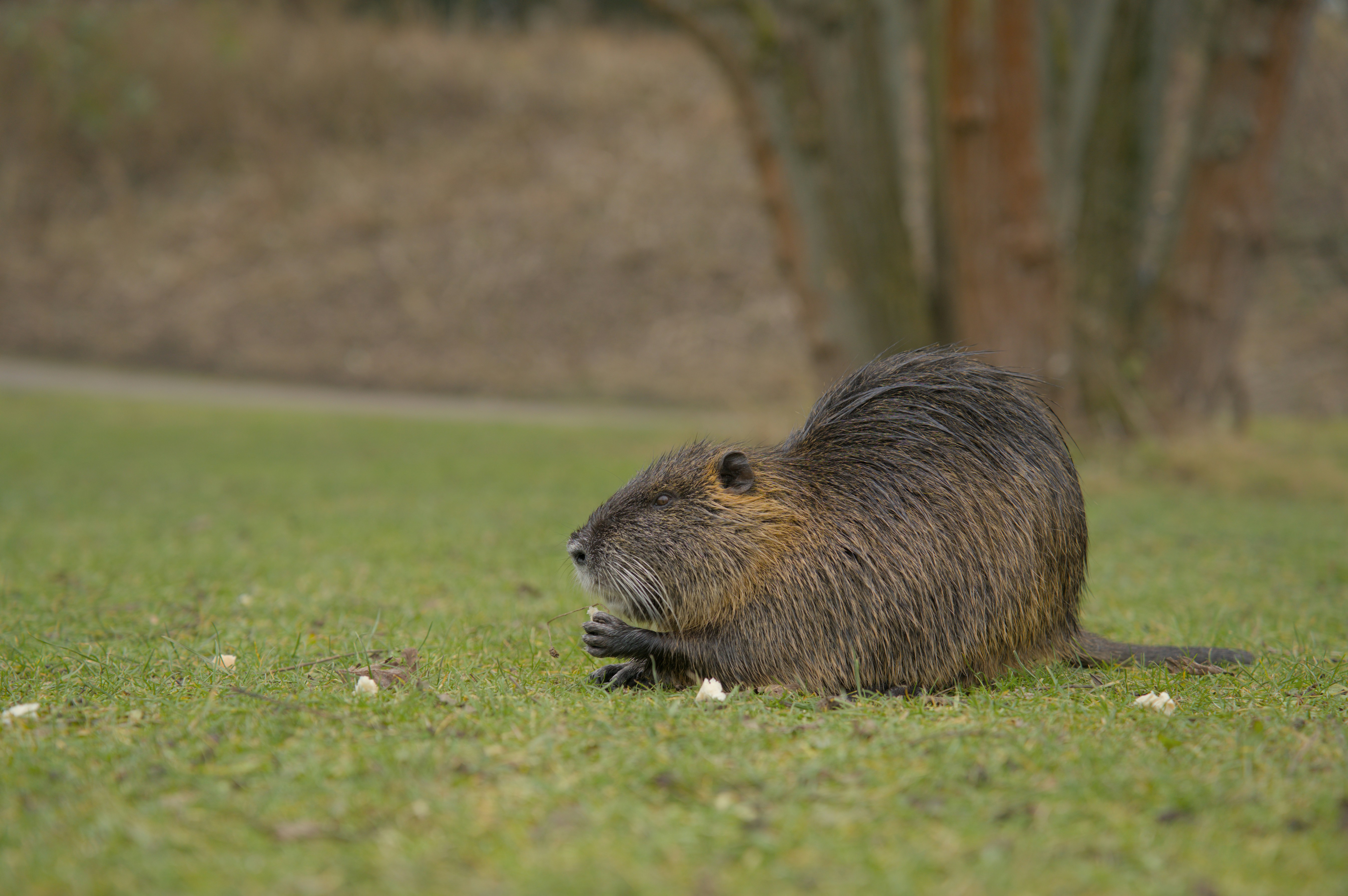 A brown rodent eating on a grassy field photo – Free Animals Image on ...