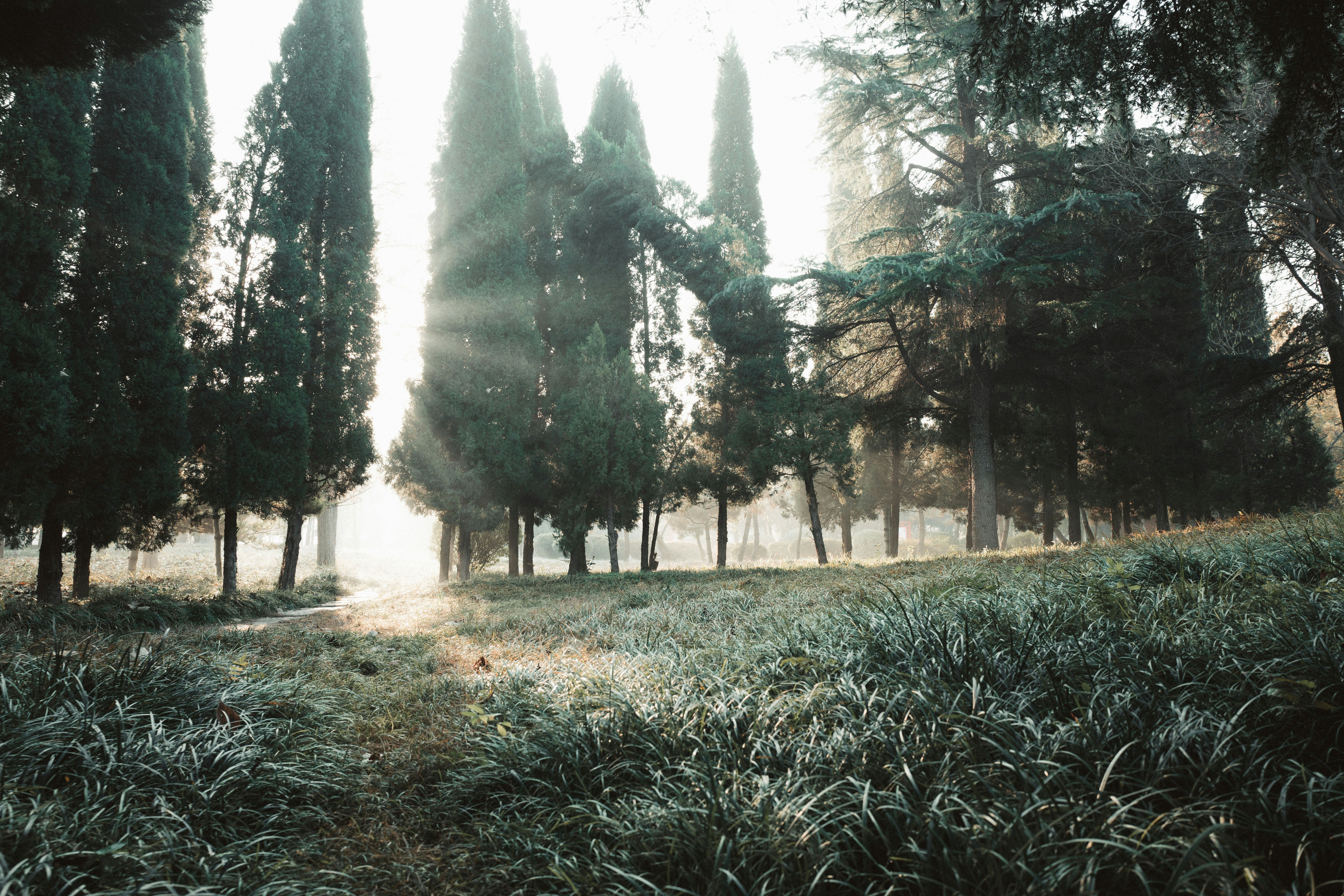 Dawn Pierces a Conifer Corridor: Mist-Kissed Path