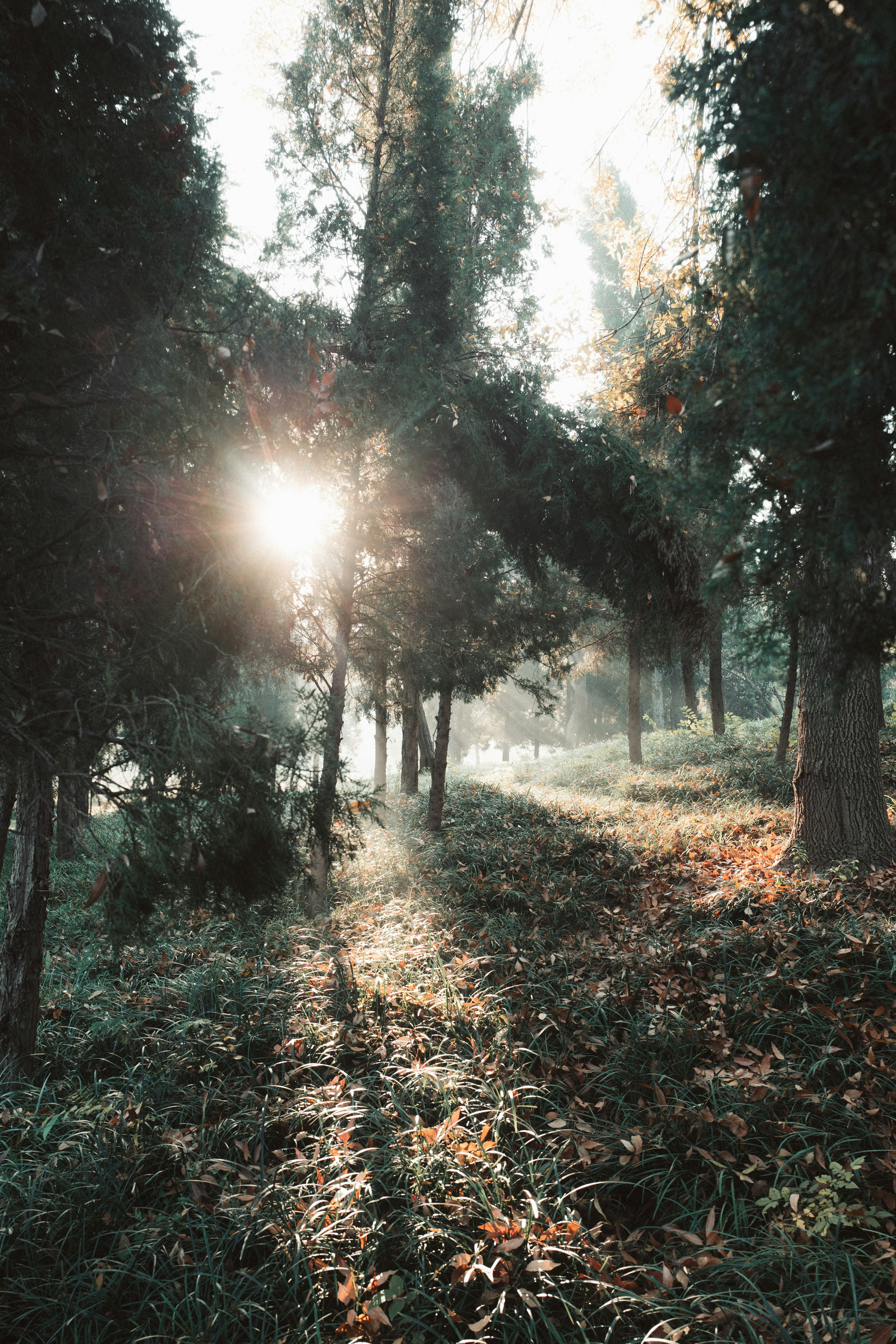 Dawn Fractures: A Sunlit Path Through Whispering Pines
