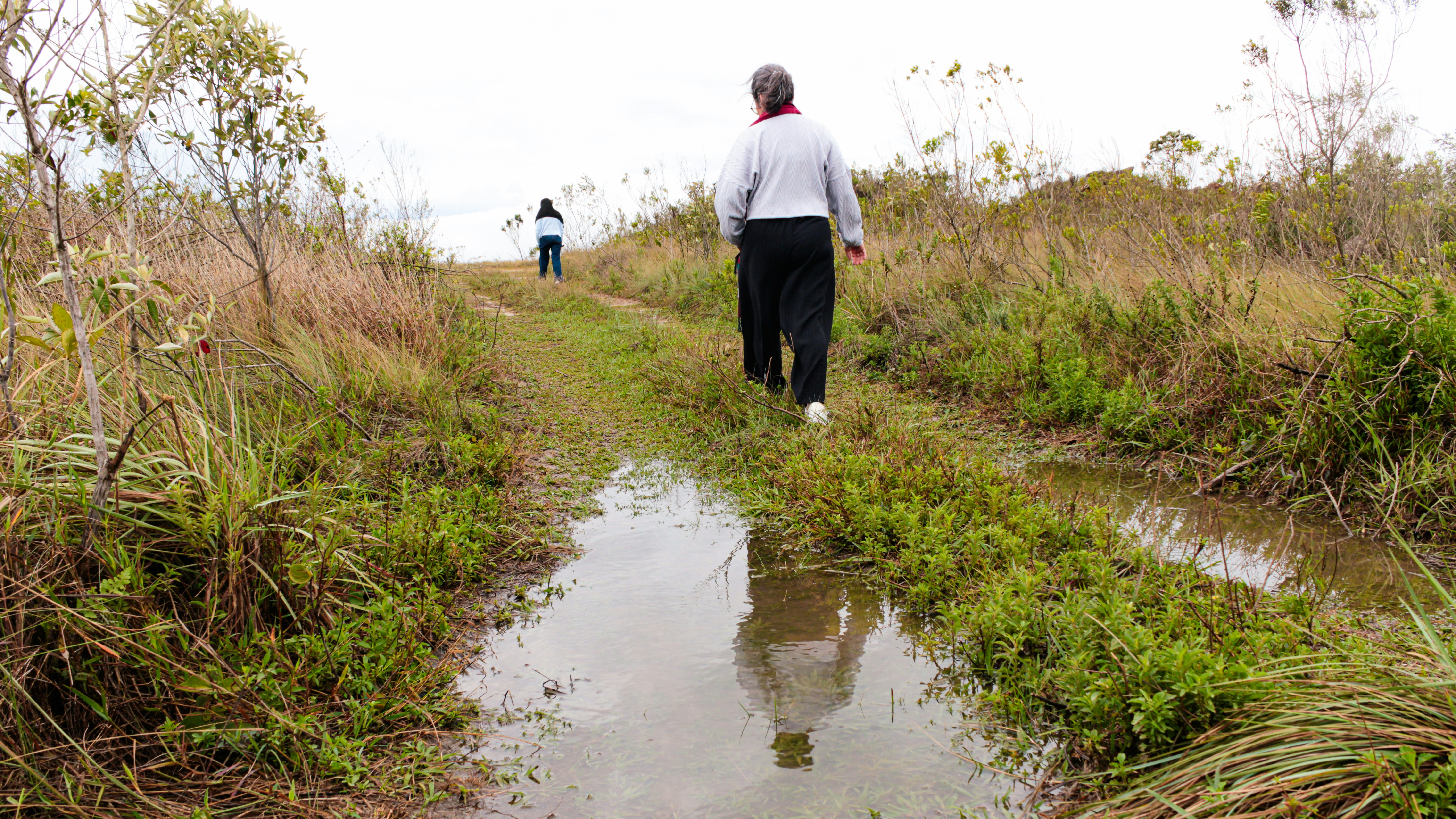 Footsteps Along a Marsh Path: Two Walkers Fade into Verdant Wetland
