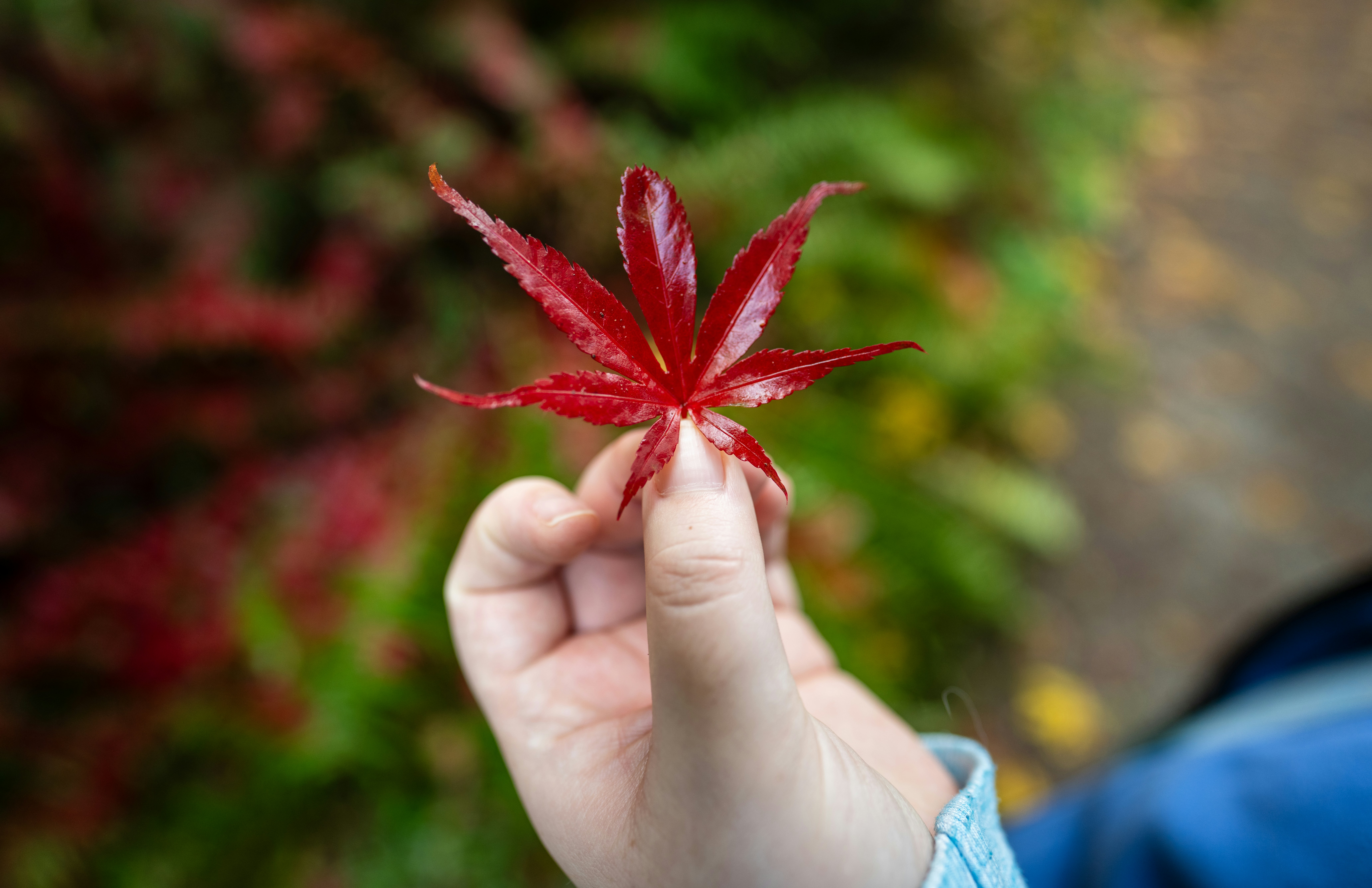 Photo by Jeremy Mowery with Nikon Z7 II