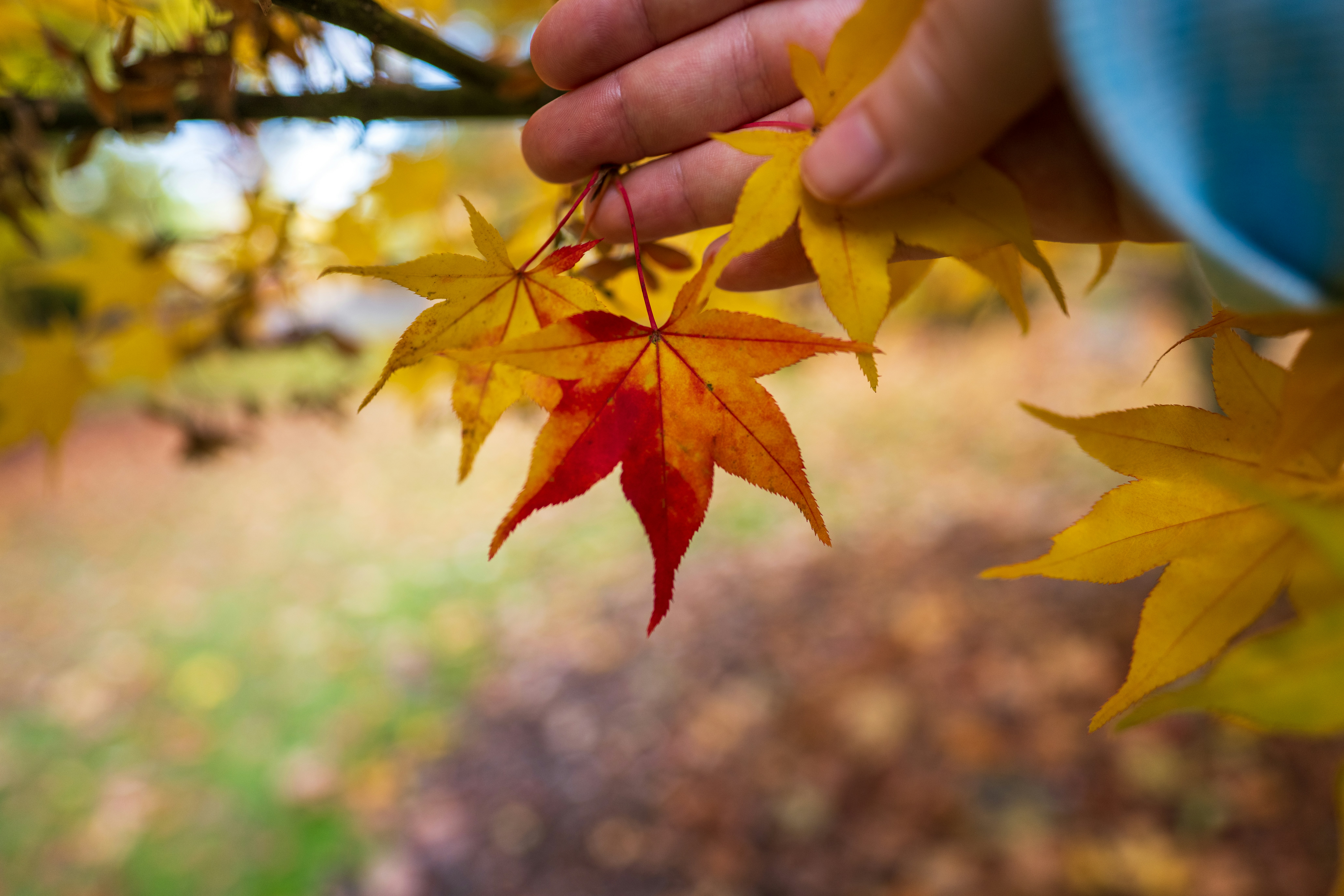Photo by Jeremy Mowery with Nikon Z7 II