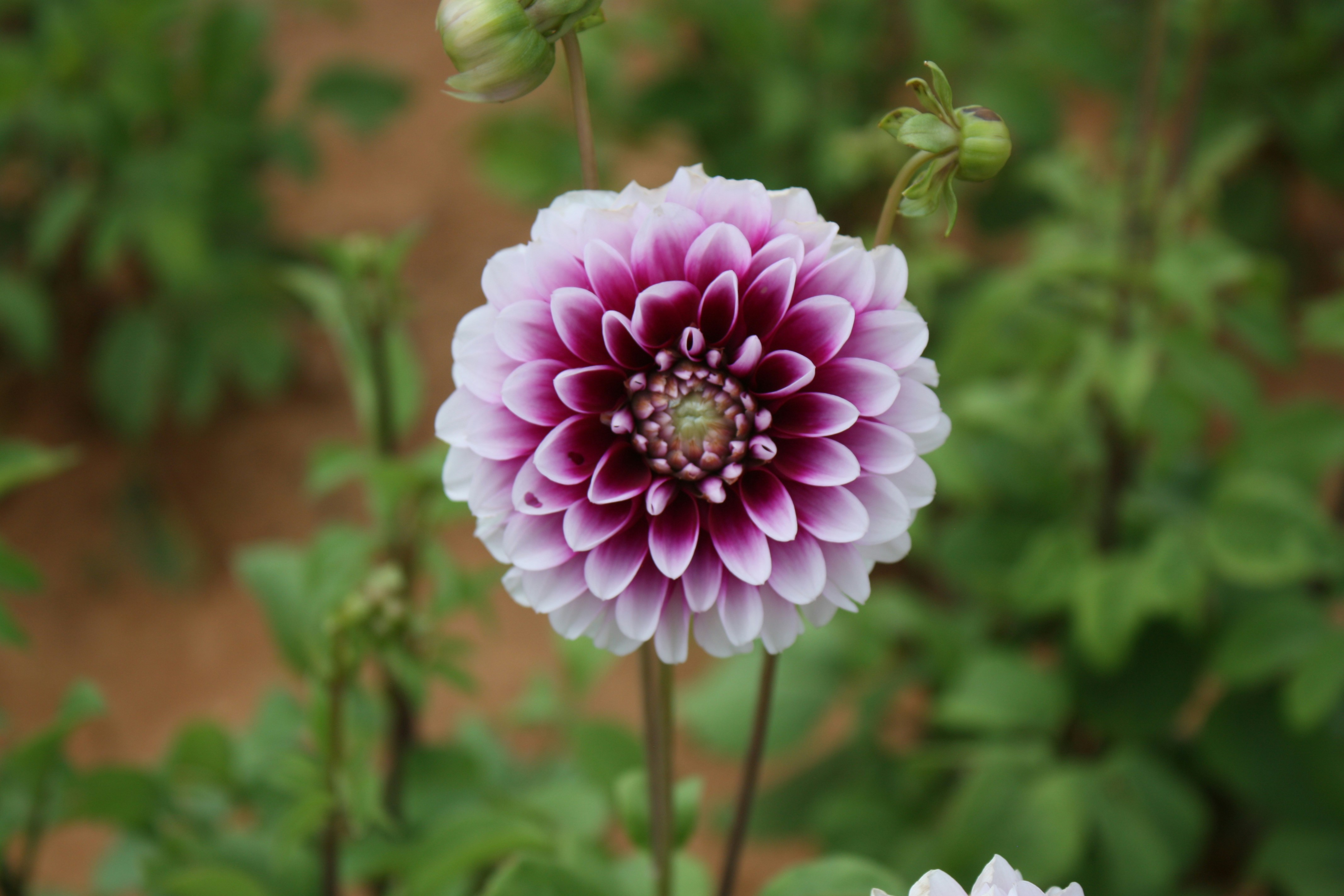 Velvet Pink Dahlia: A Minute Cosmos of Petals in Sharp Focus
