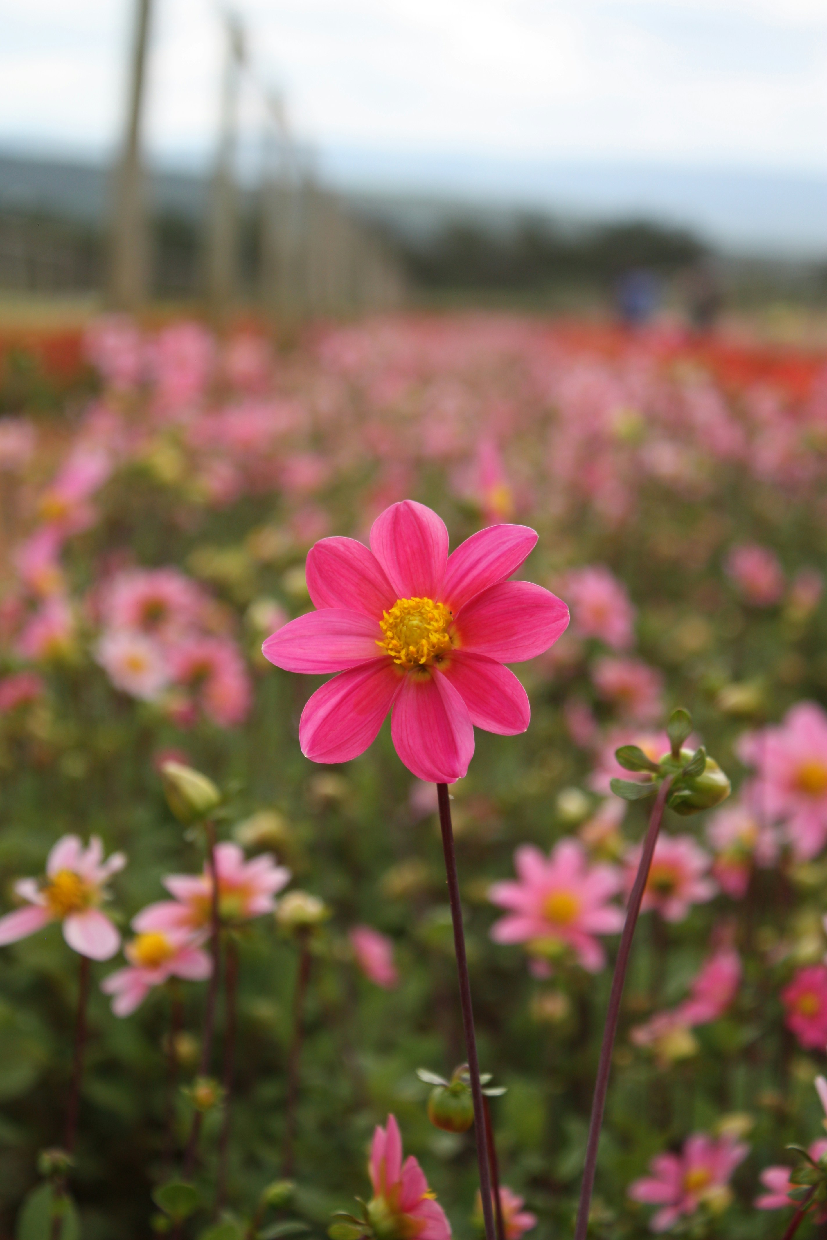 Single Pink Zinnia Steals the Spotlight in a Sea of Blooms