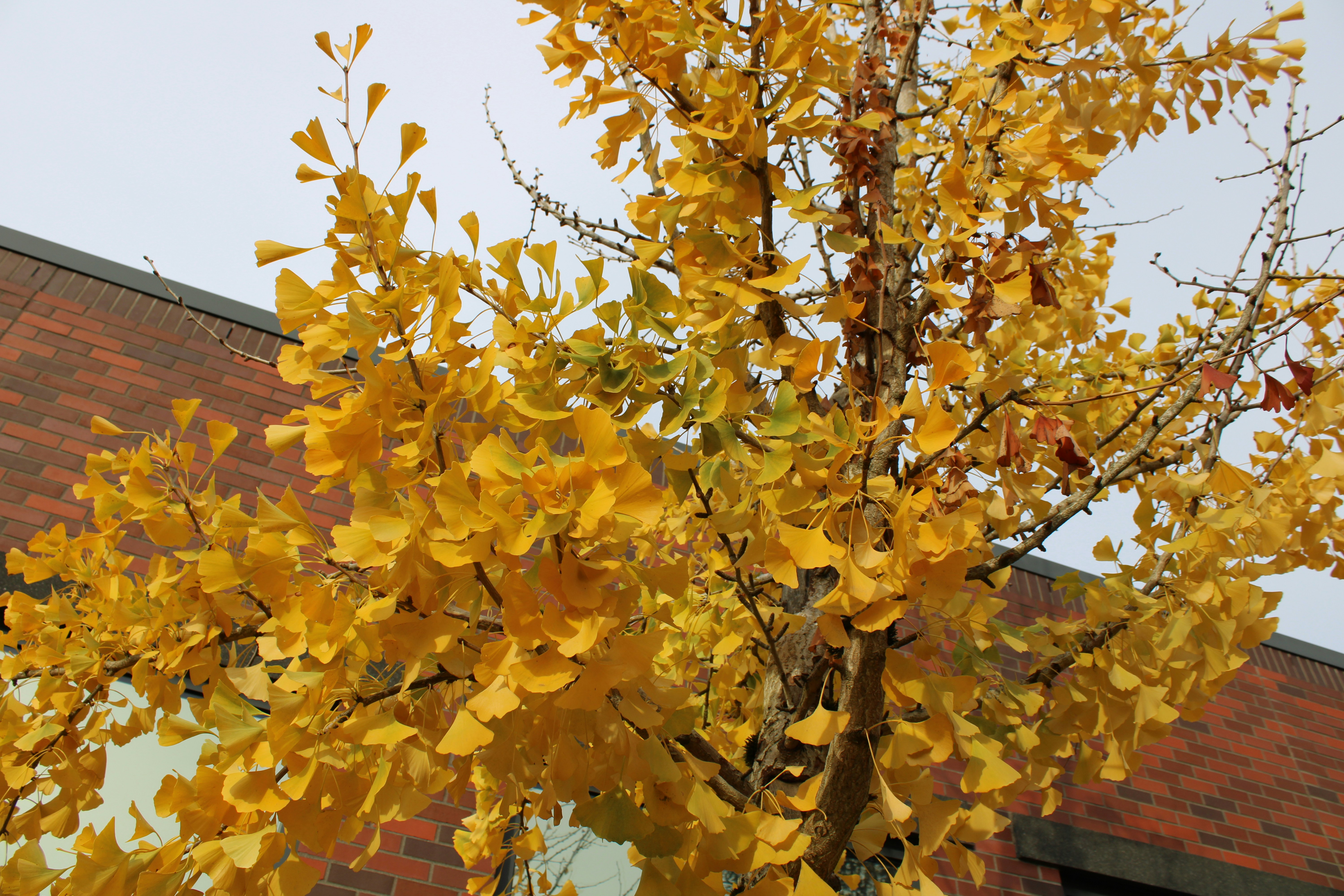 Ginkgo Gold Drapes a Brick Facade