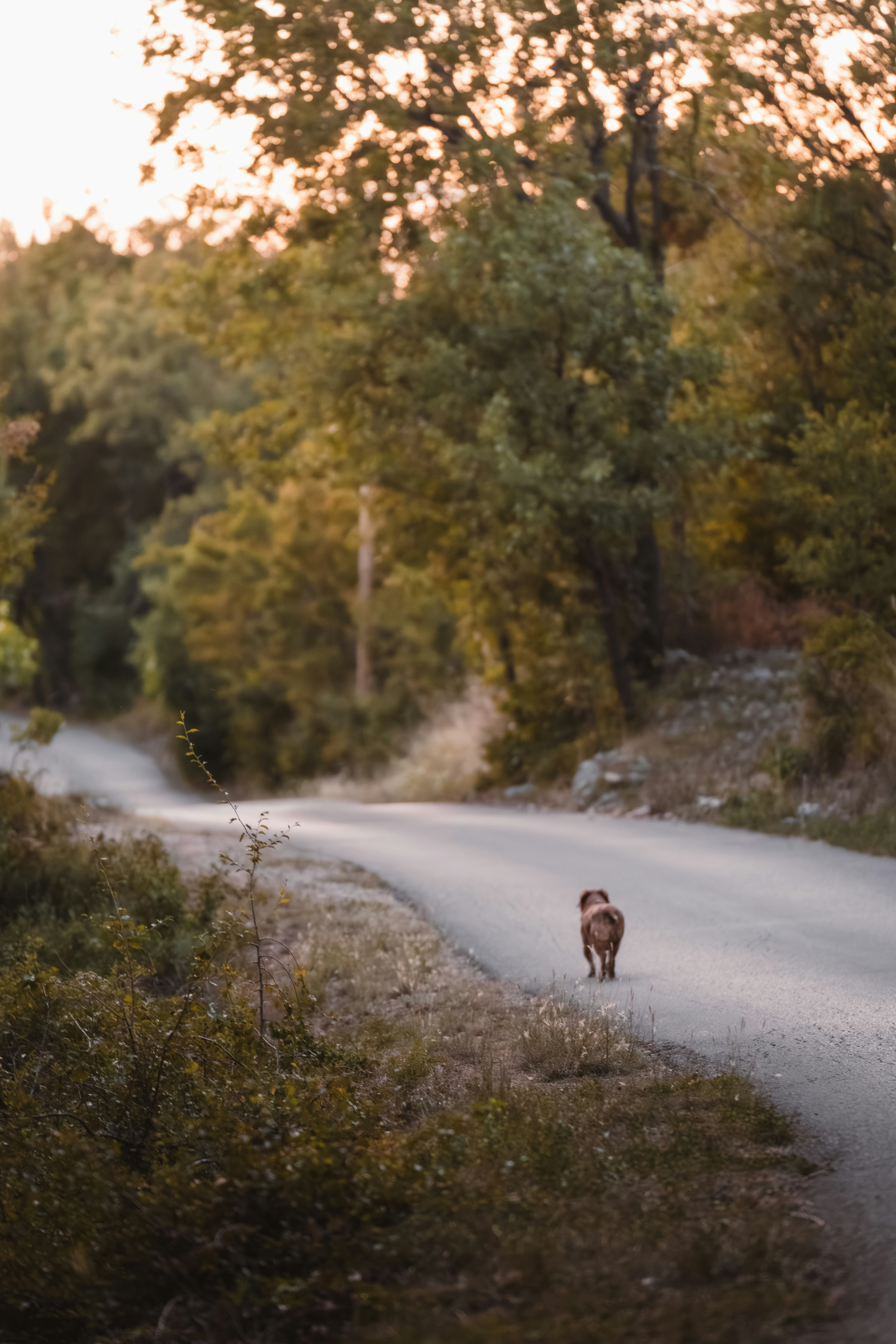 Dog Walking Down a Country Road