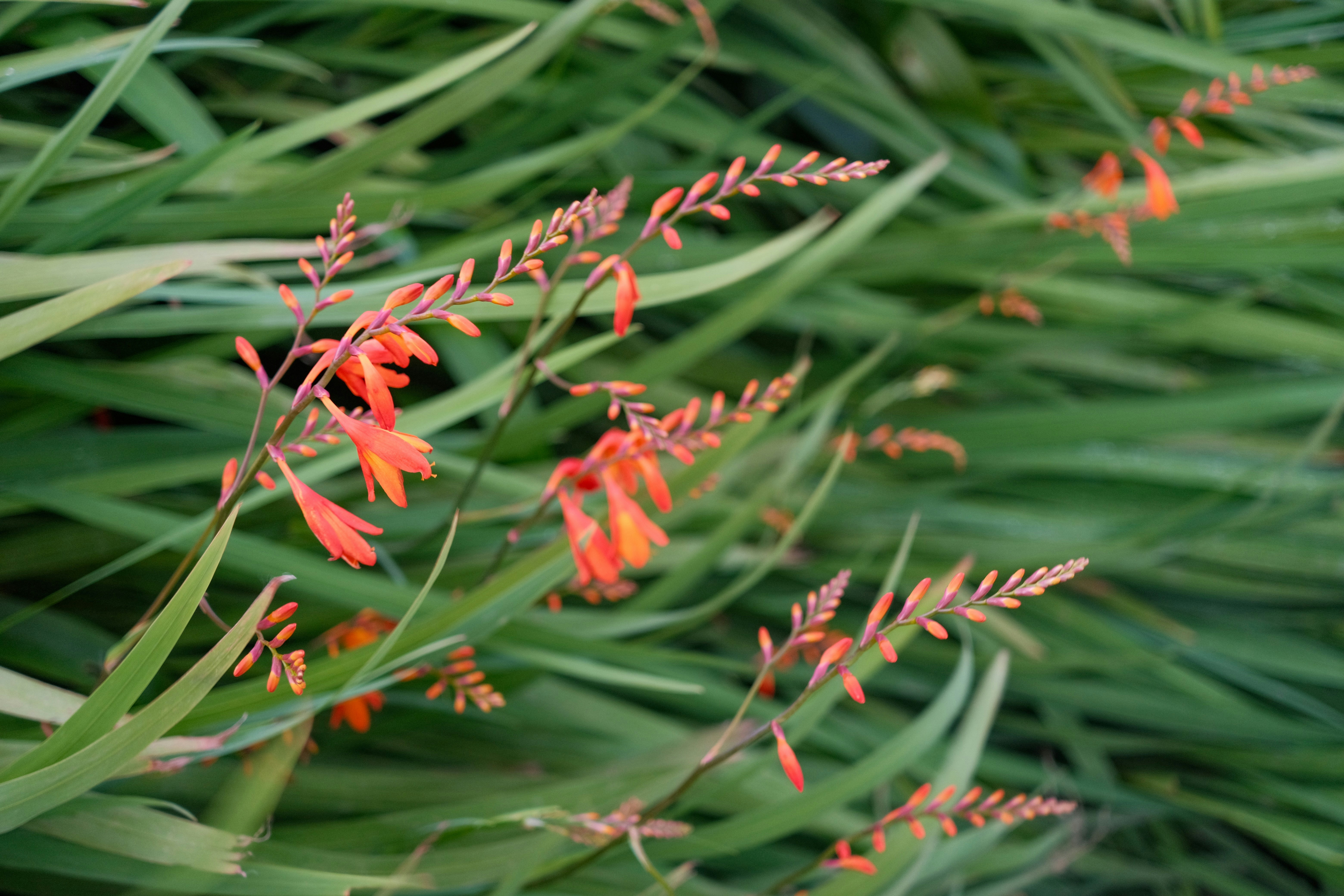Crimson Crocosmia Blooms Thread Through a Field of Green
