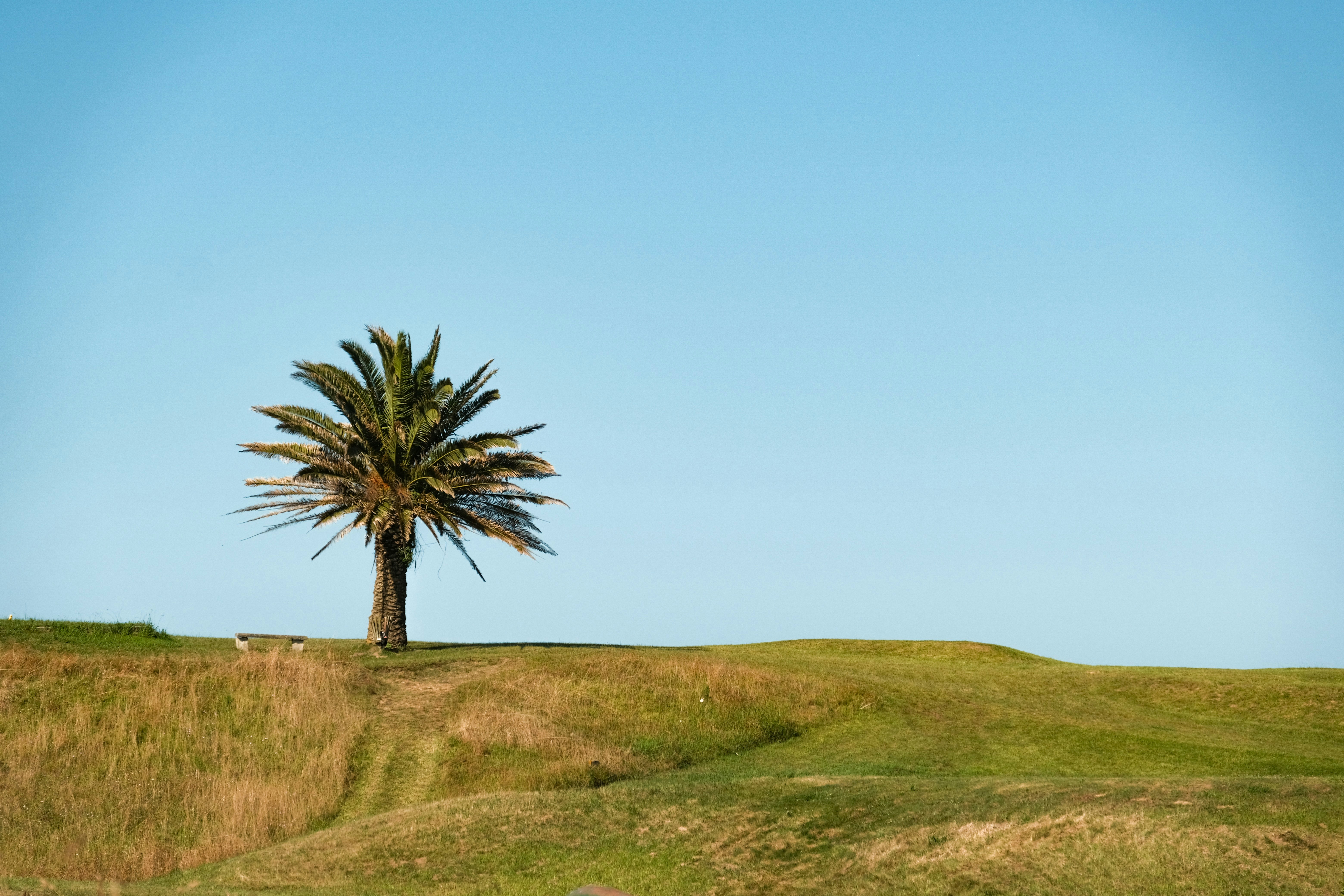 Solitary Palm on a Gentle Knoll Under a Pristine Sky