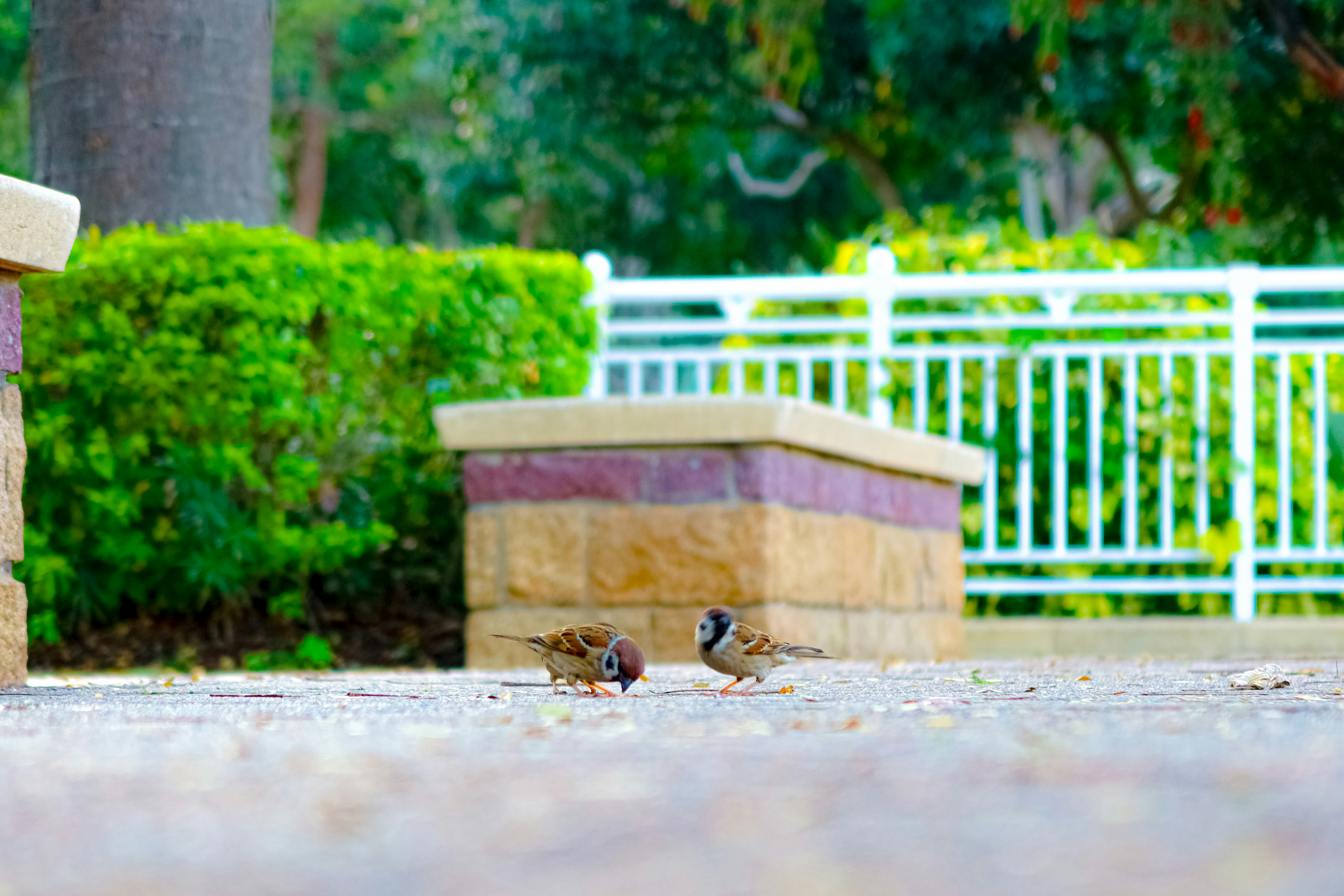 Two Sparrows on a Sunlit Park Path