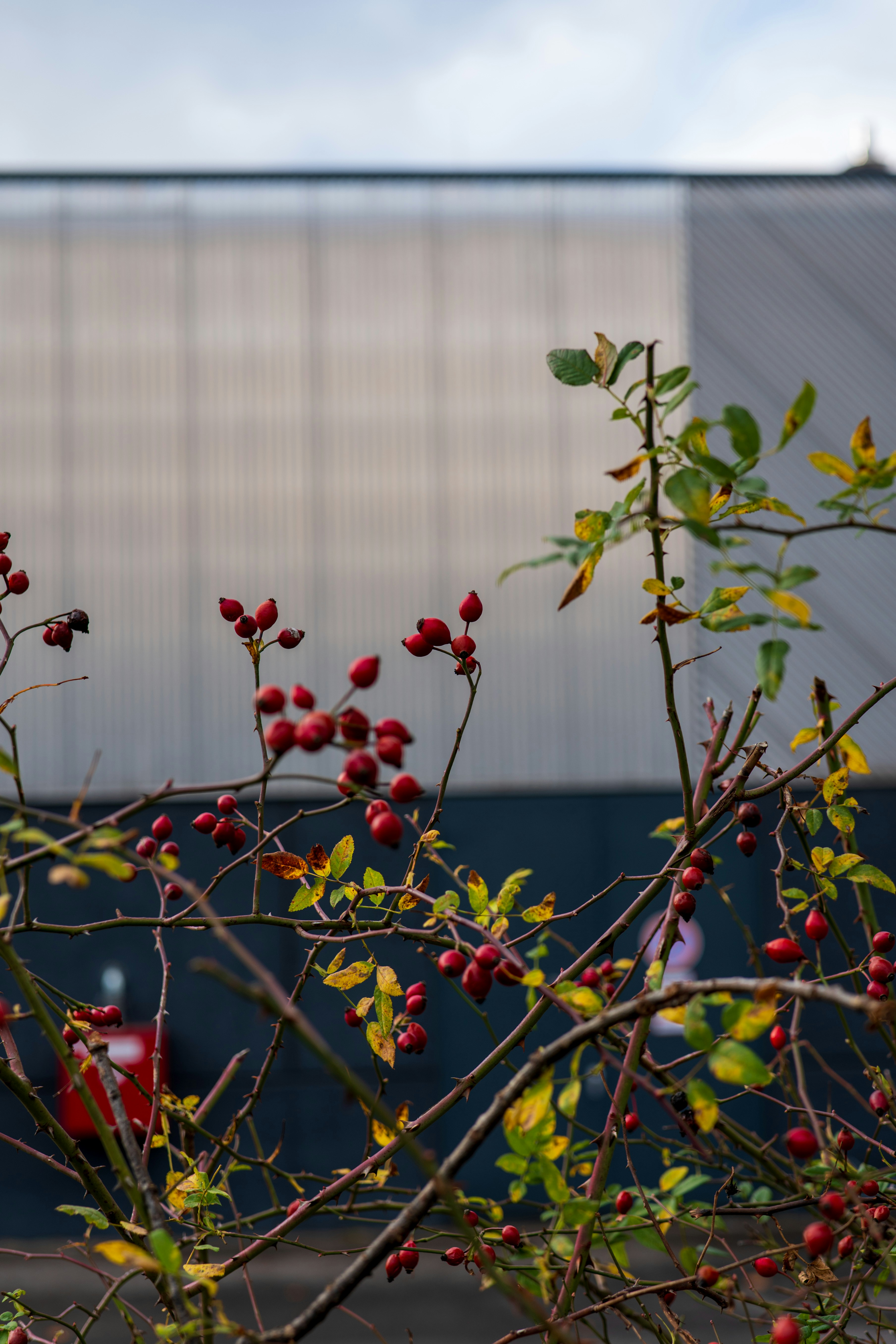 Crimson Berries Framing a Steel-Blue Facade
