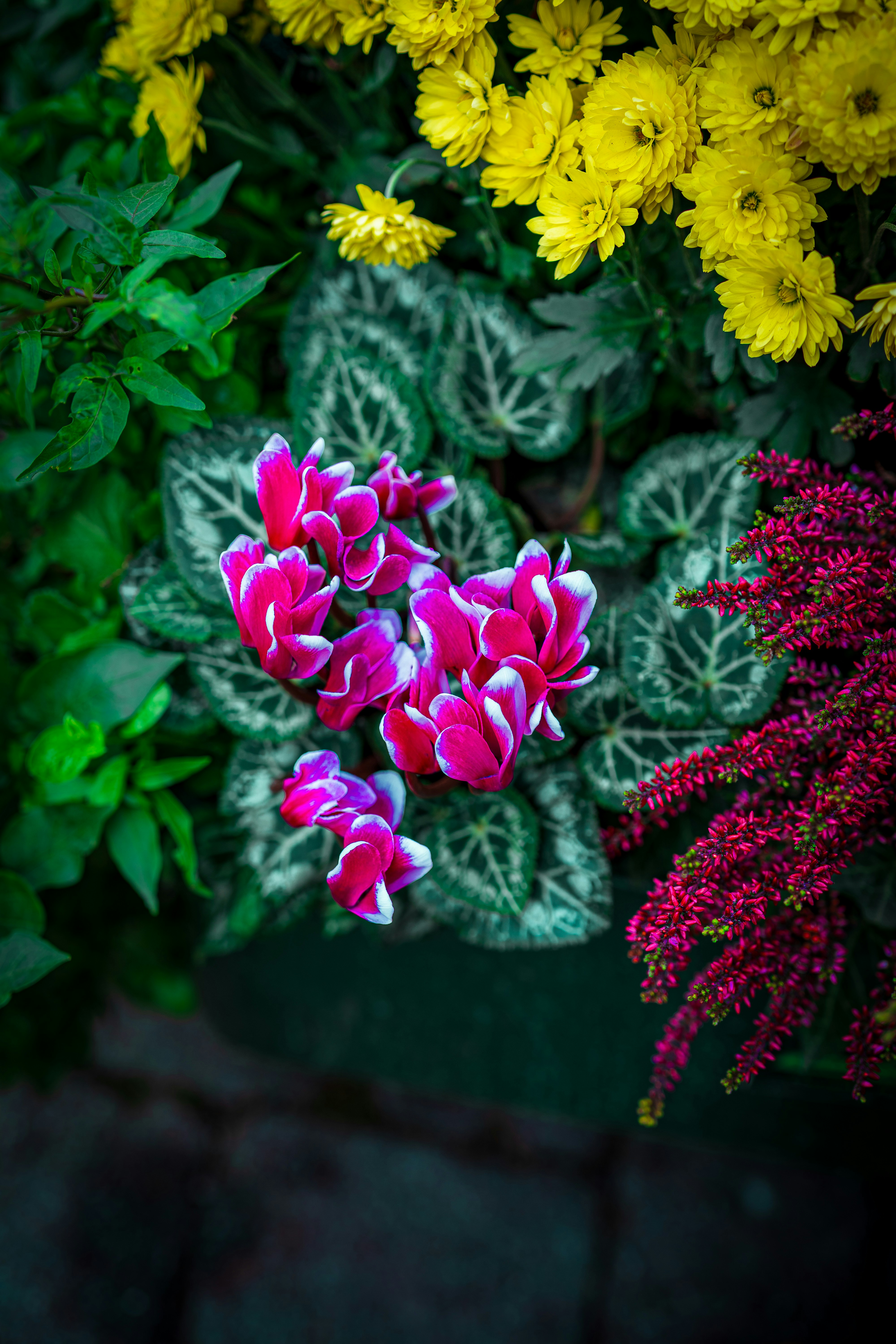 Pink Cyclamen Among Sunlit Yellow Asters and Variegated Foliage