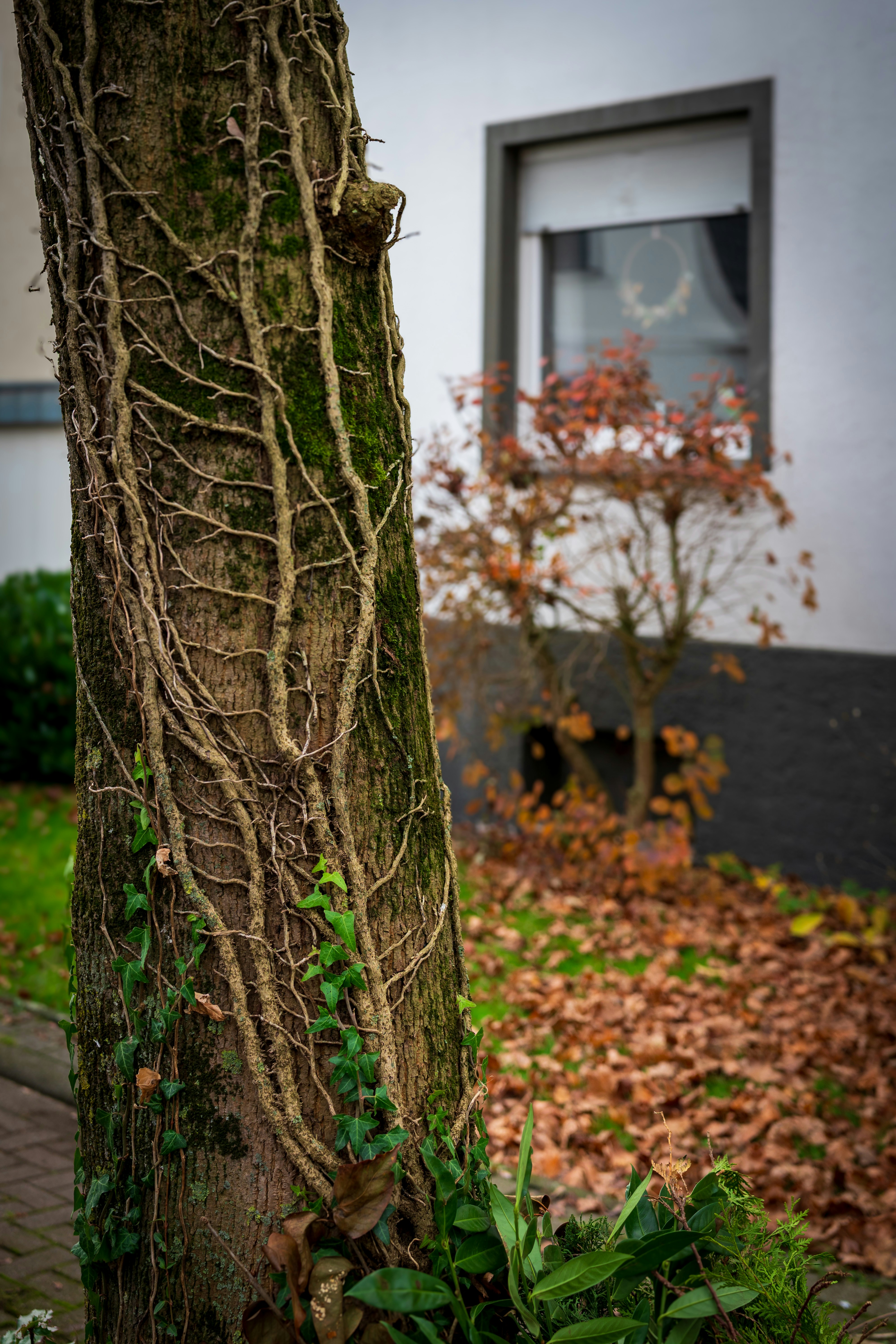 Ivy-Threaded Trunk Anchors an Autumnal Urban Moment