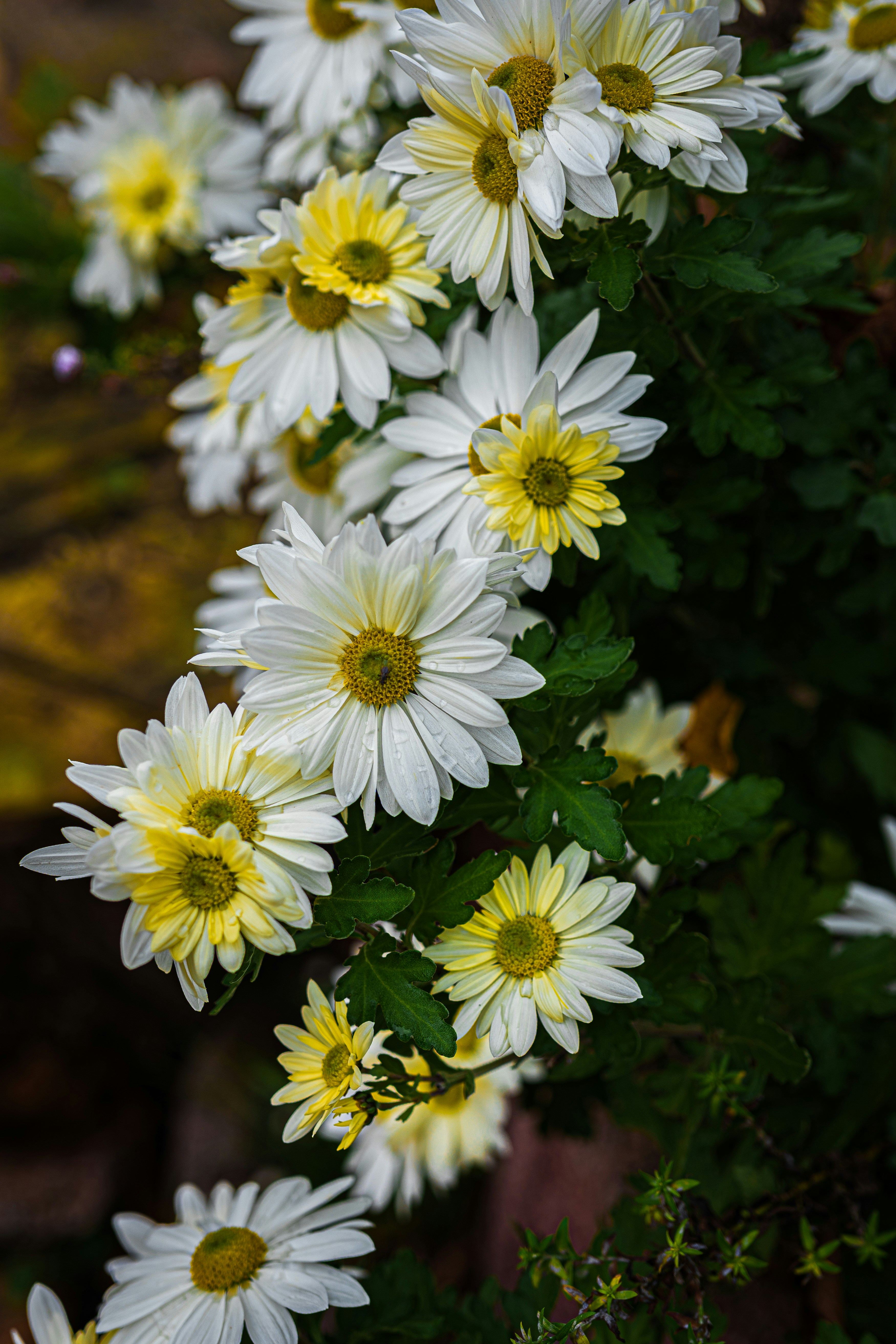 Sunlit Daisy Row: Close-Up of White Petals Framing Golden Centers