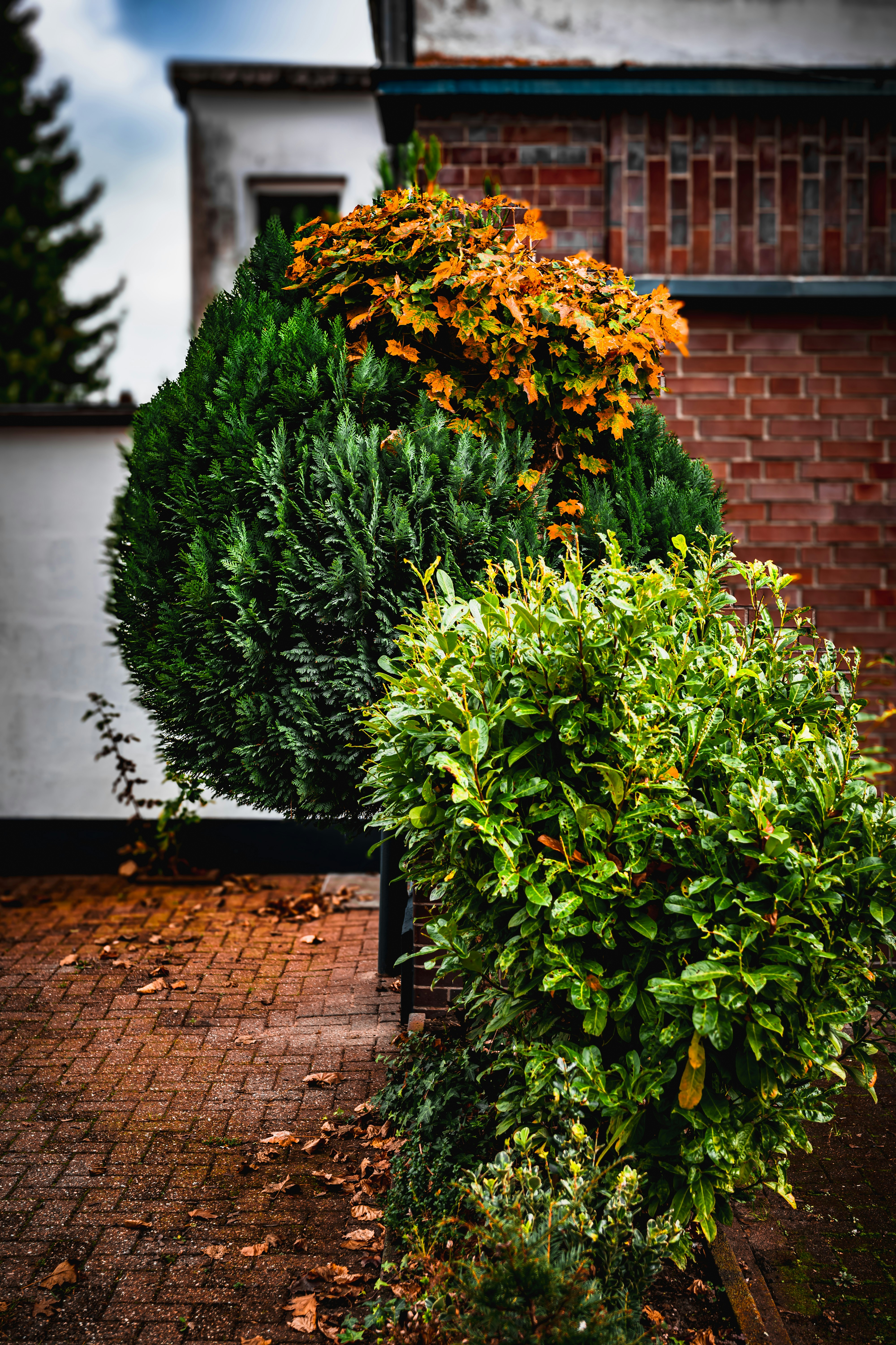 Autumn Crowned Shrubs Guard a Brick Courtyard