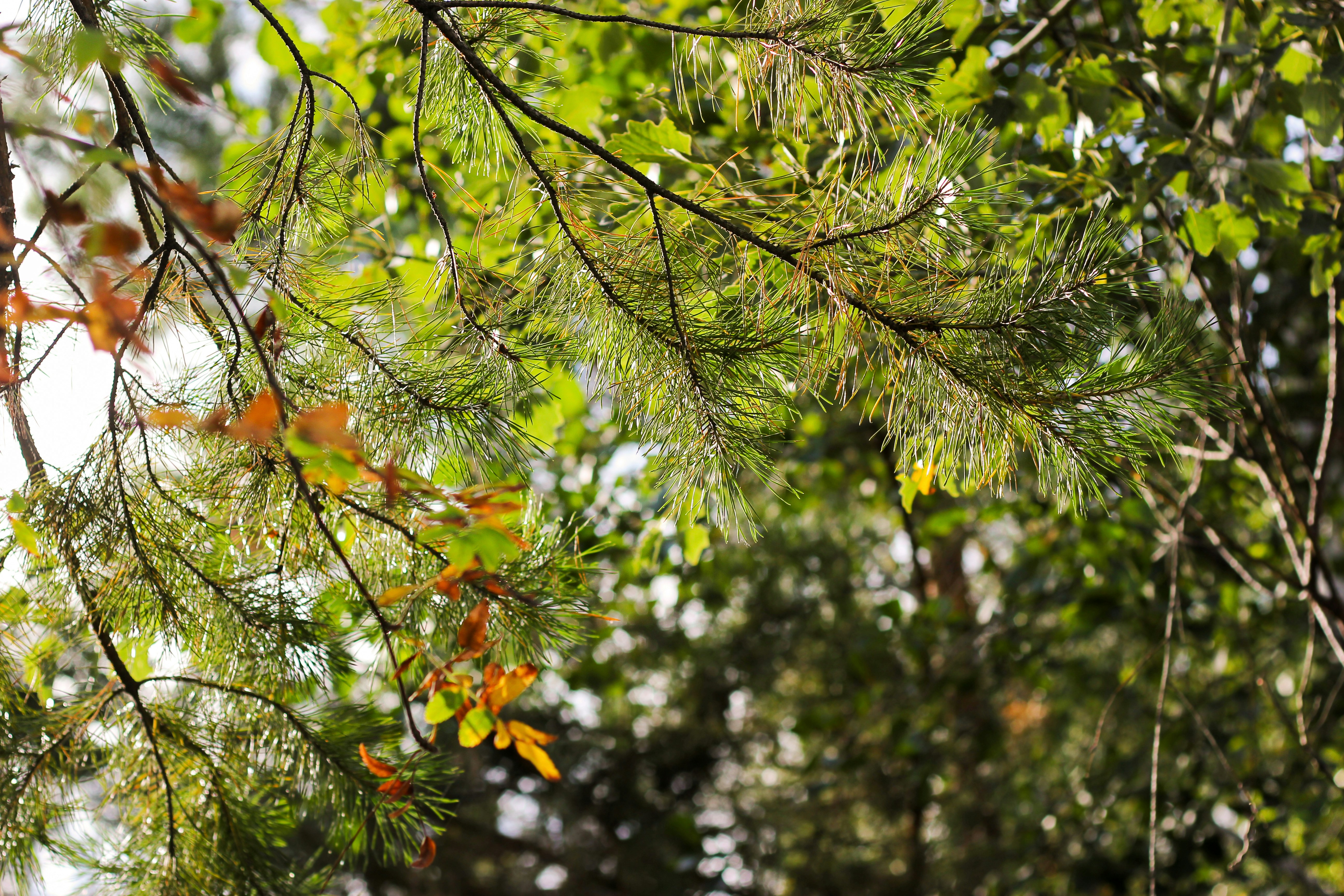 Photo by Svitlanka Dlinnaya with Canon EOS 550D