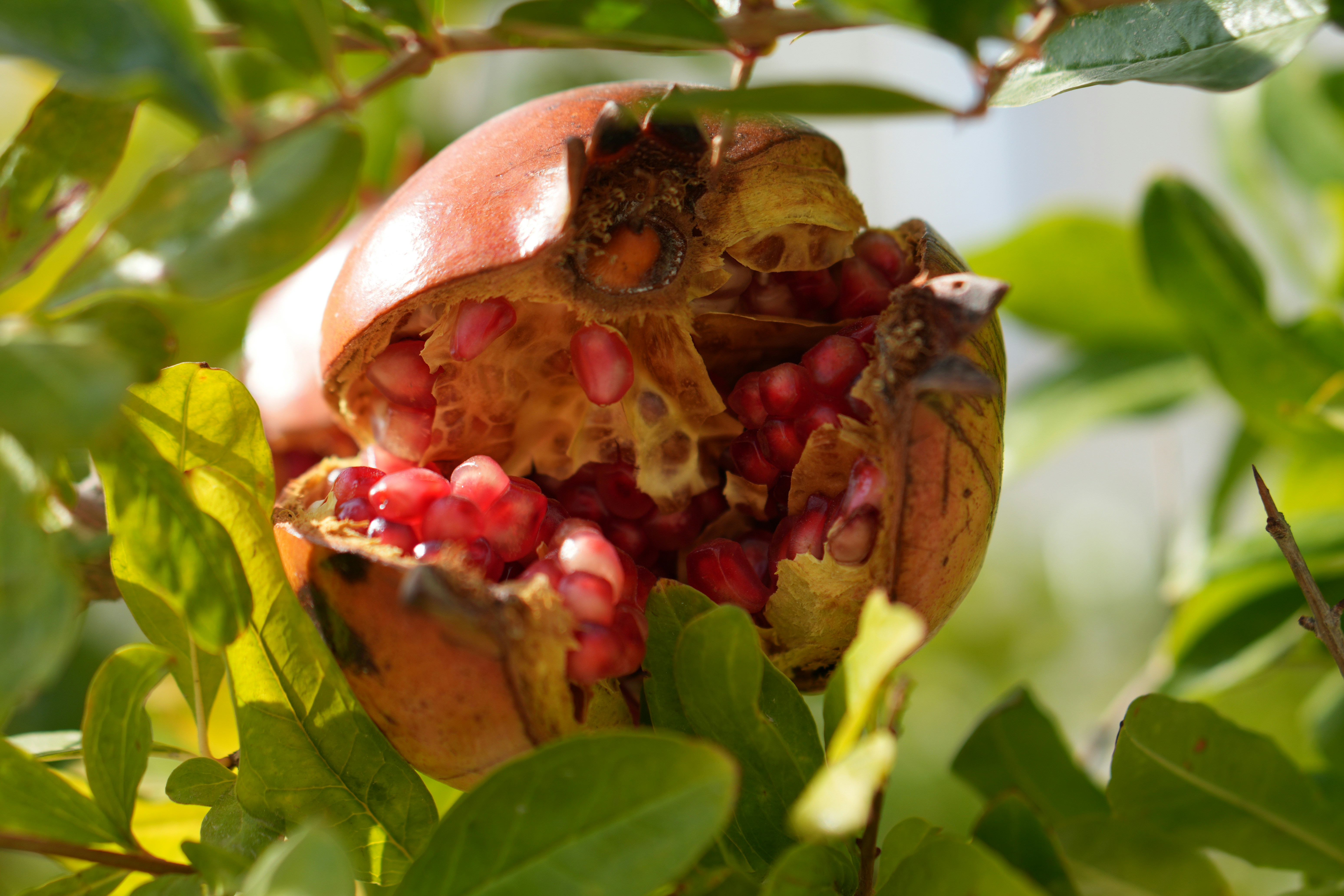 Sunlit Pomegranate: Crimson Seeds Revealed Among Emerald Leaves