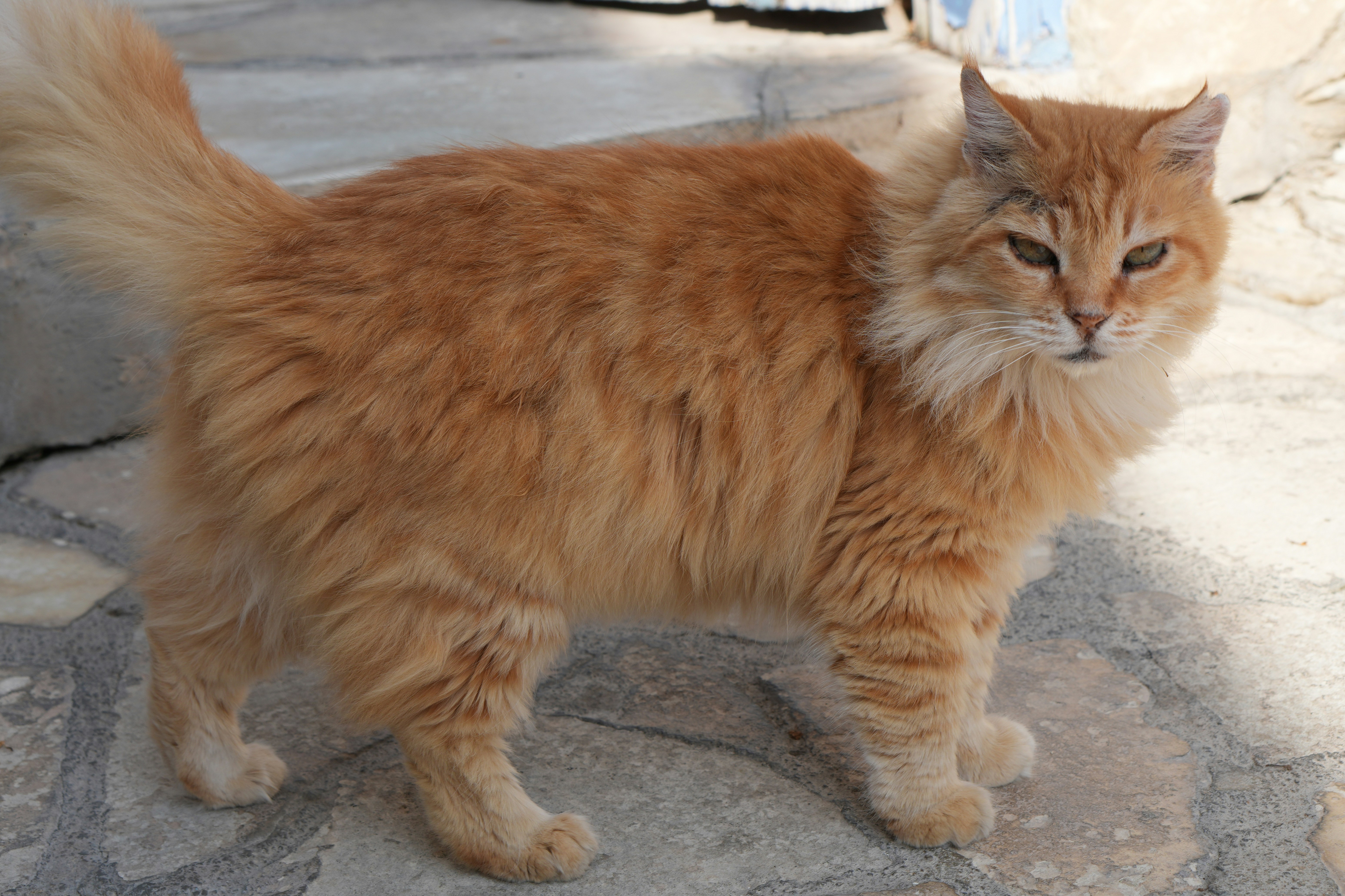 Ginger Feline Strides Across a Weathered Stone Path