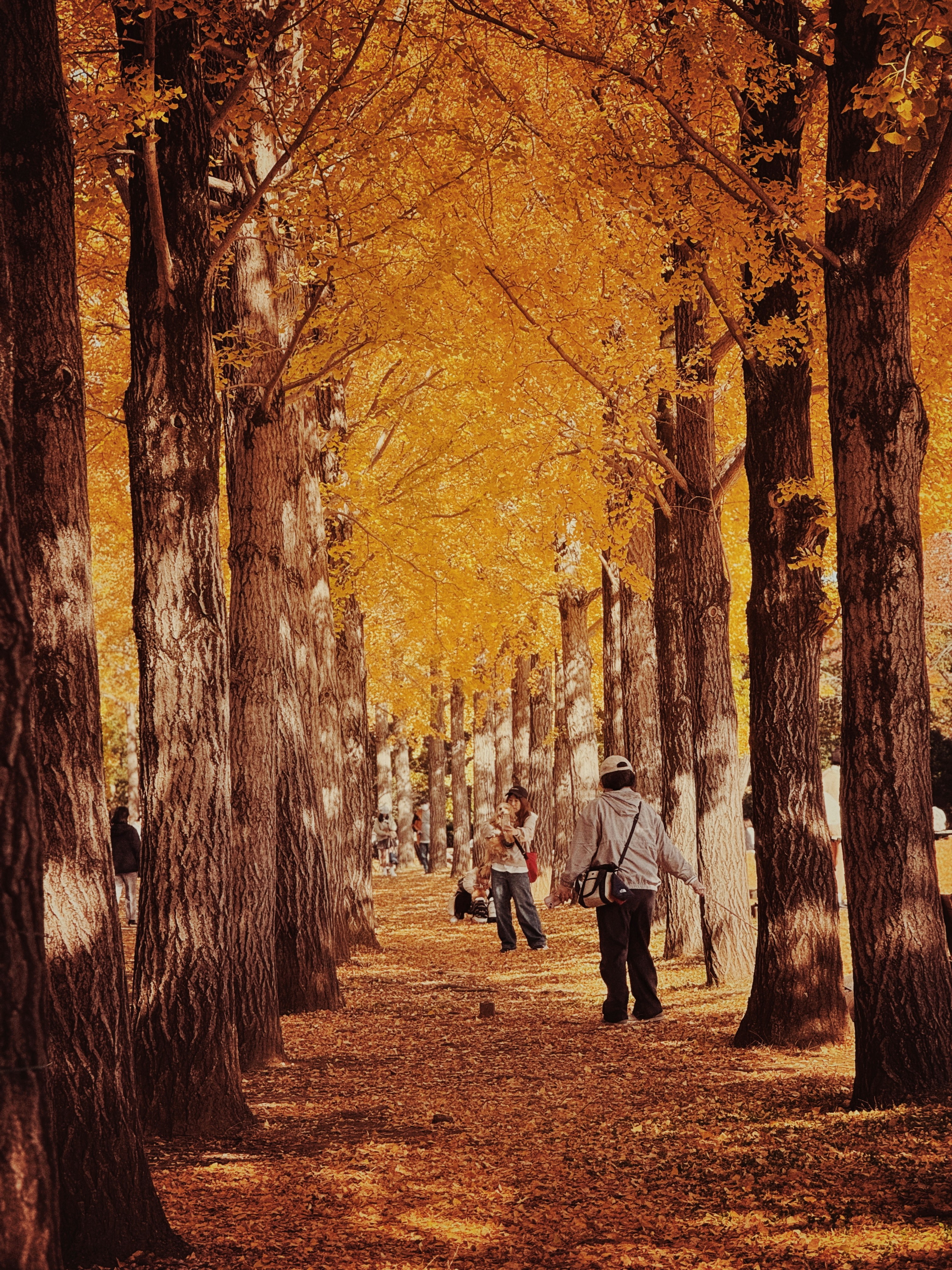 Golden Avenues: A Quiet Walk Under an Orange Canopy