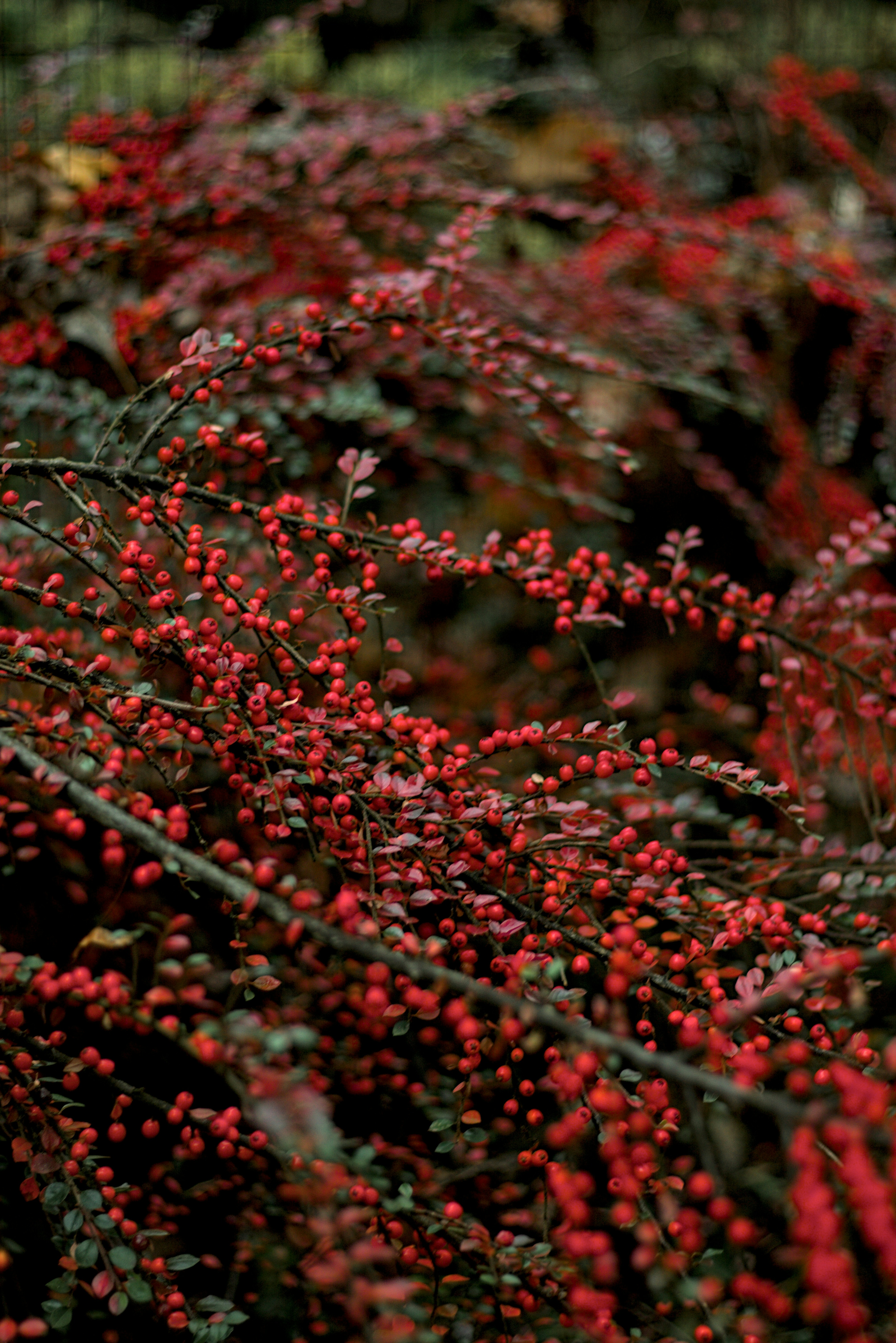 Crimson Beads in a Velvet Thicket
