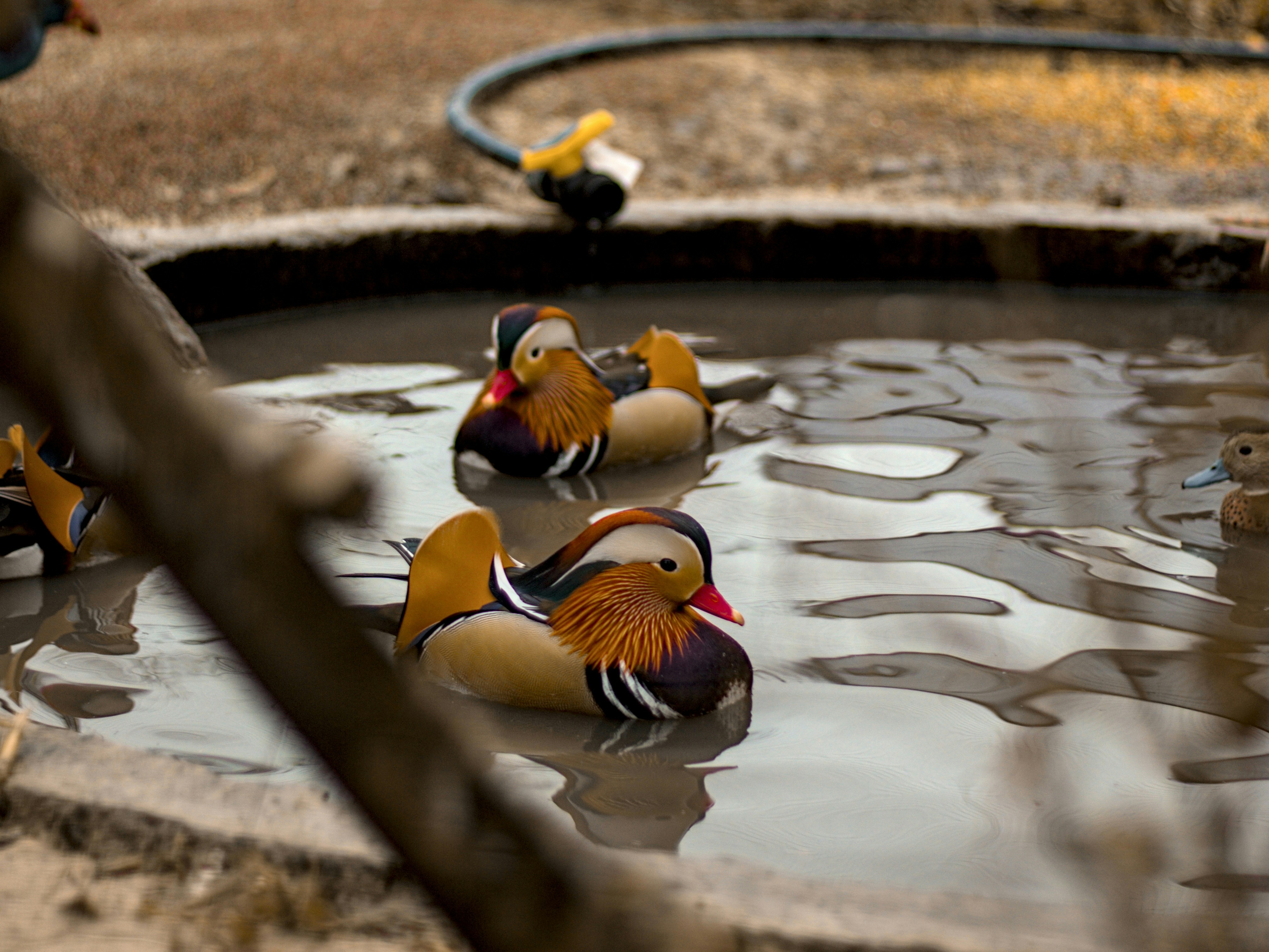 Парк Джерело у с. Оброшине(Львівська область)