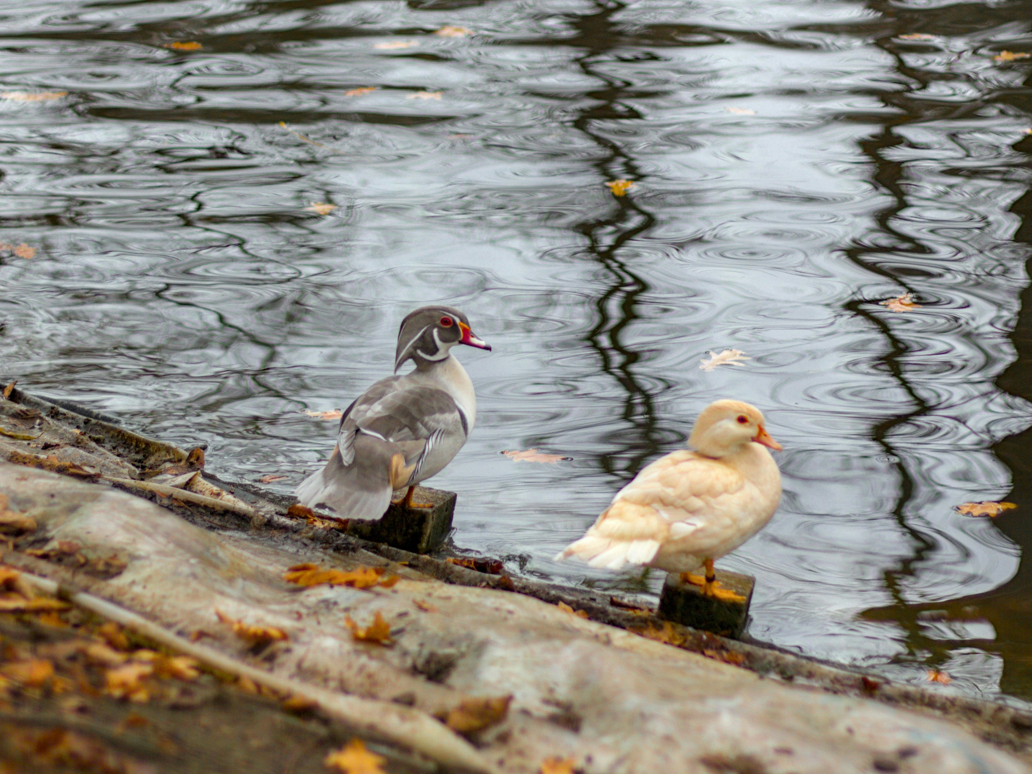 Leaf-Strewn Riverside Duo: Ducks at Dappled Water