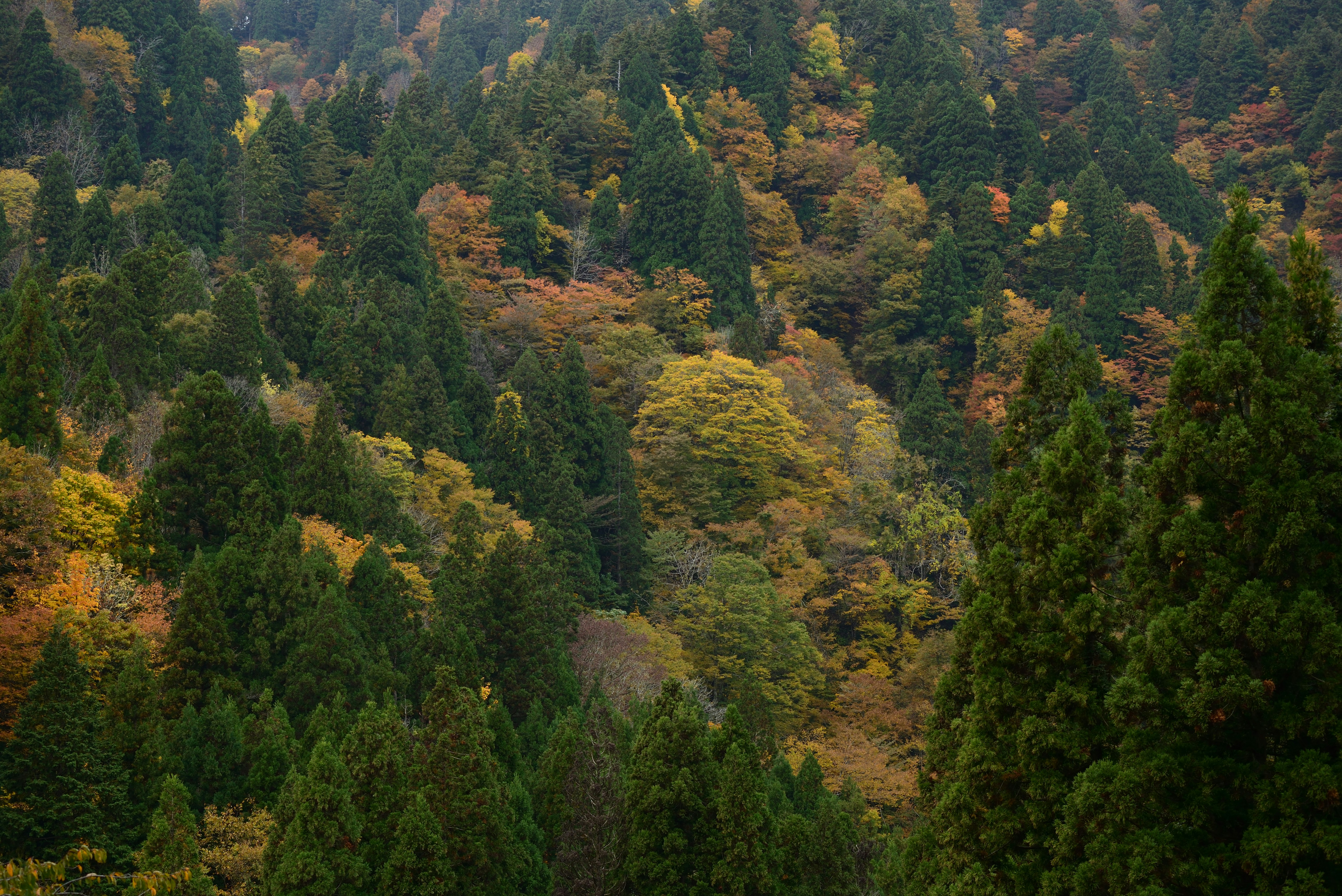 Sunlit Gold Patch in a Pine Forest: An Autumn Mosaic