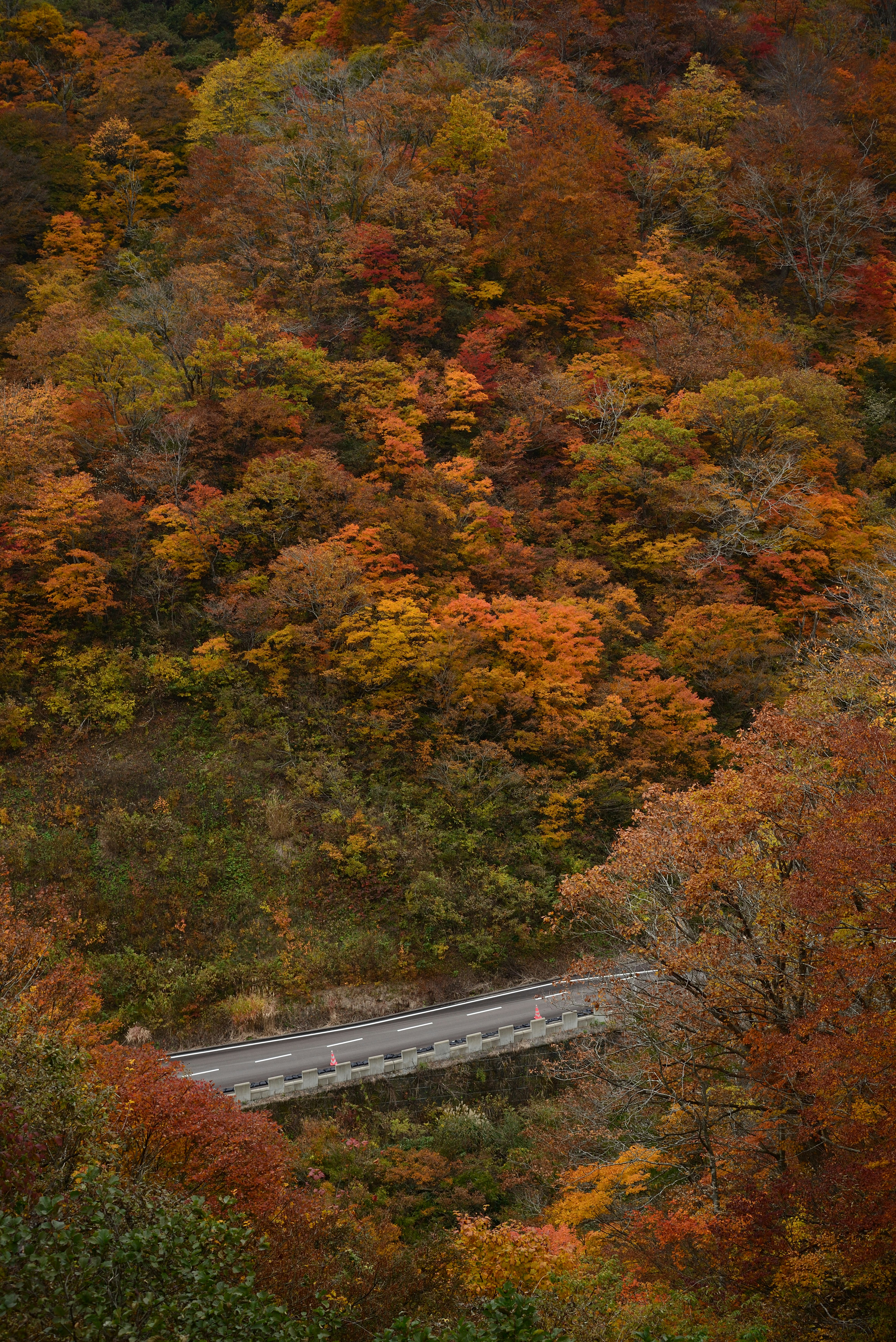 Autumn Corridor: A Narrow Road Woven Through a Sunset-Hued Forest